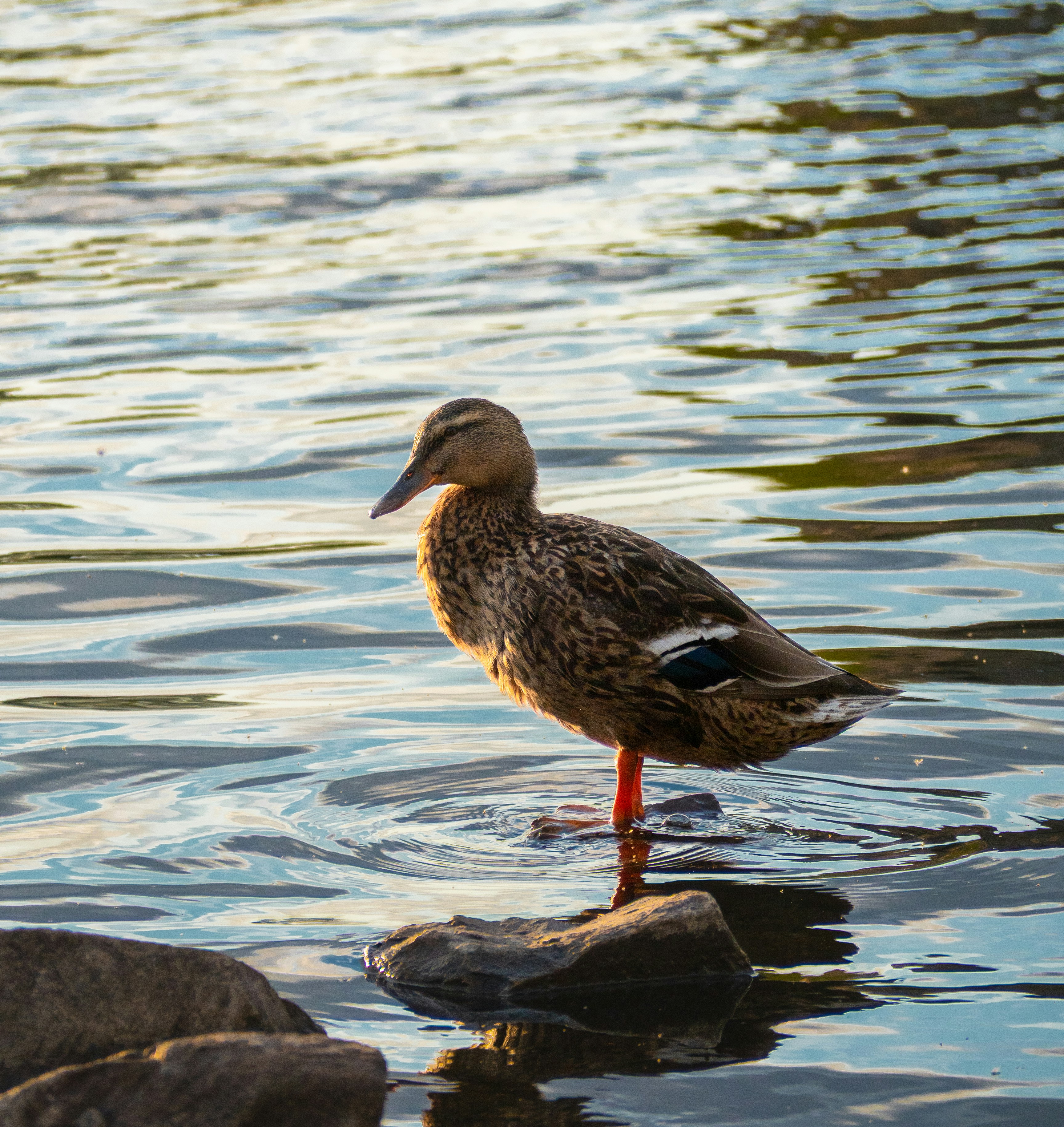 Red-tailed Wader at the Edge: A Quiet Dip Among Ripples