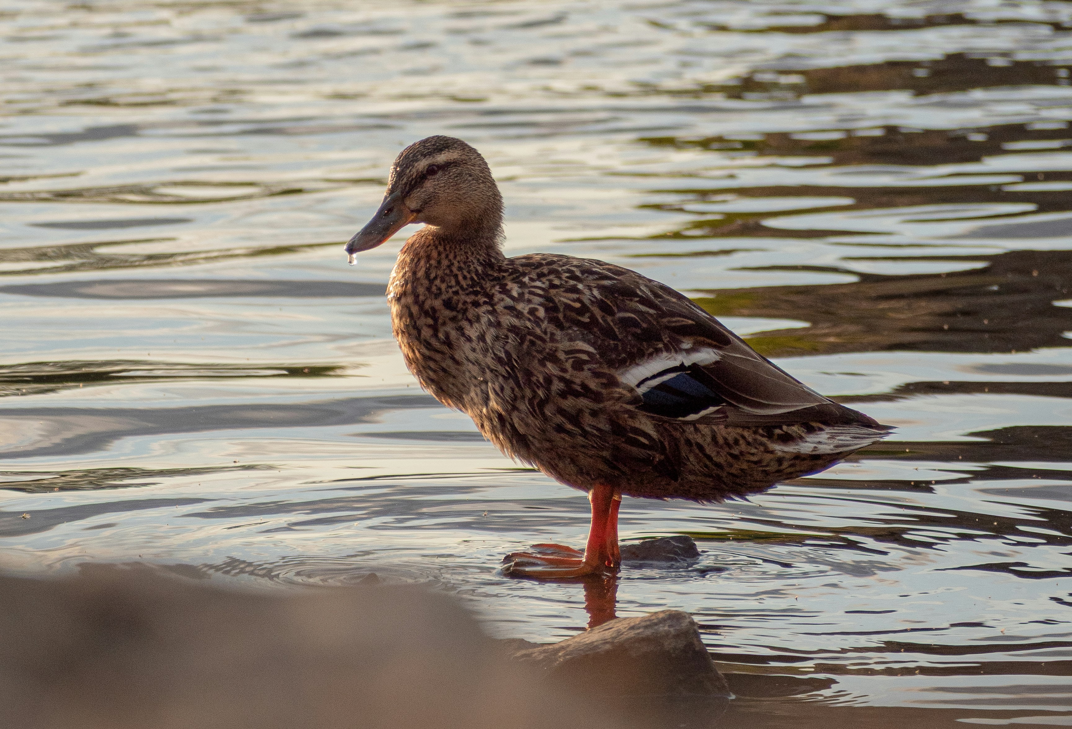 Low-angle Solitude: A Duck at the Edge of Gentle Ripples