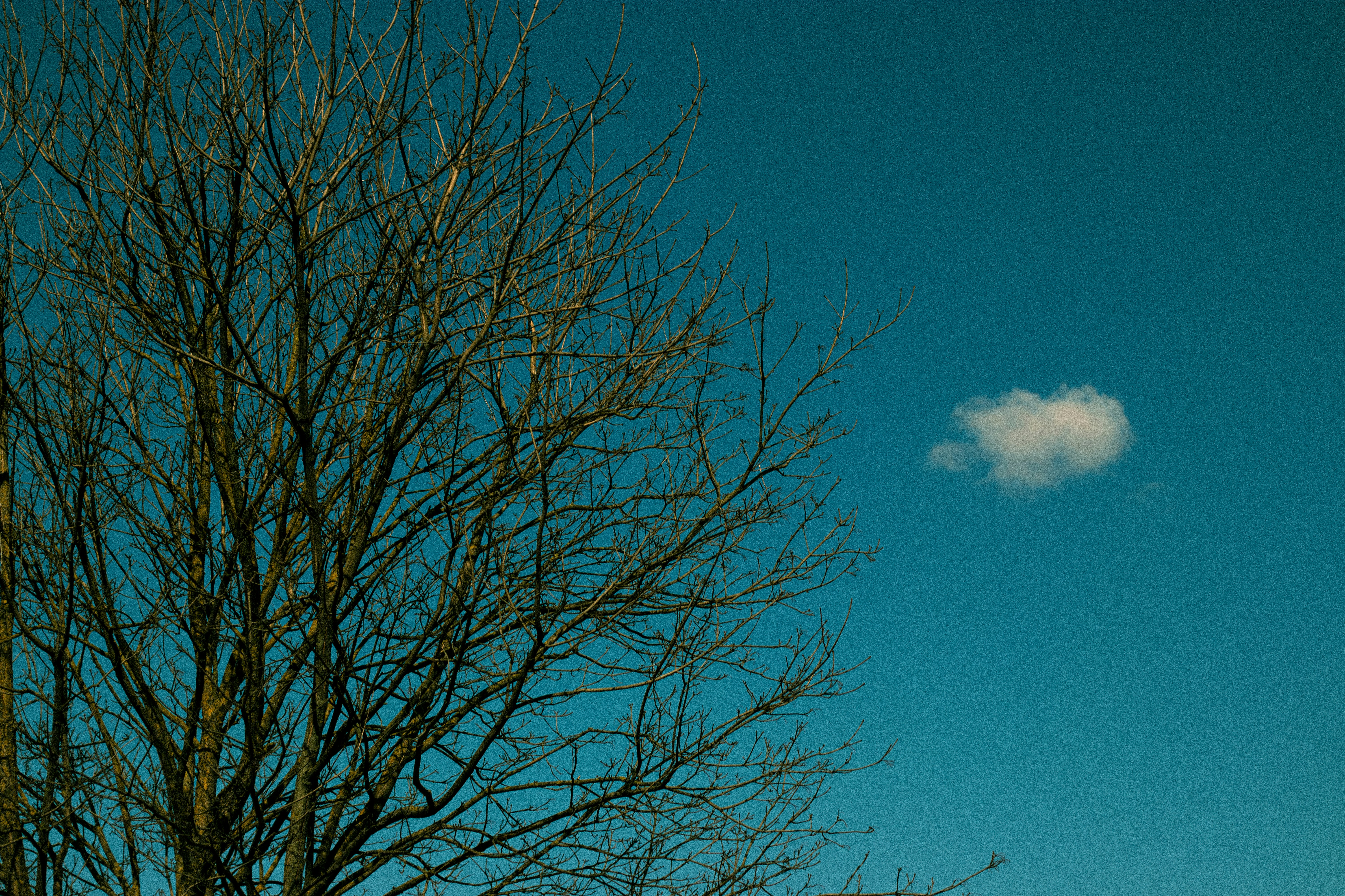 Sparse Sky, Prominent Branches