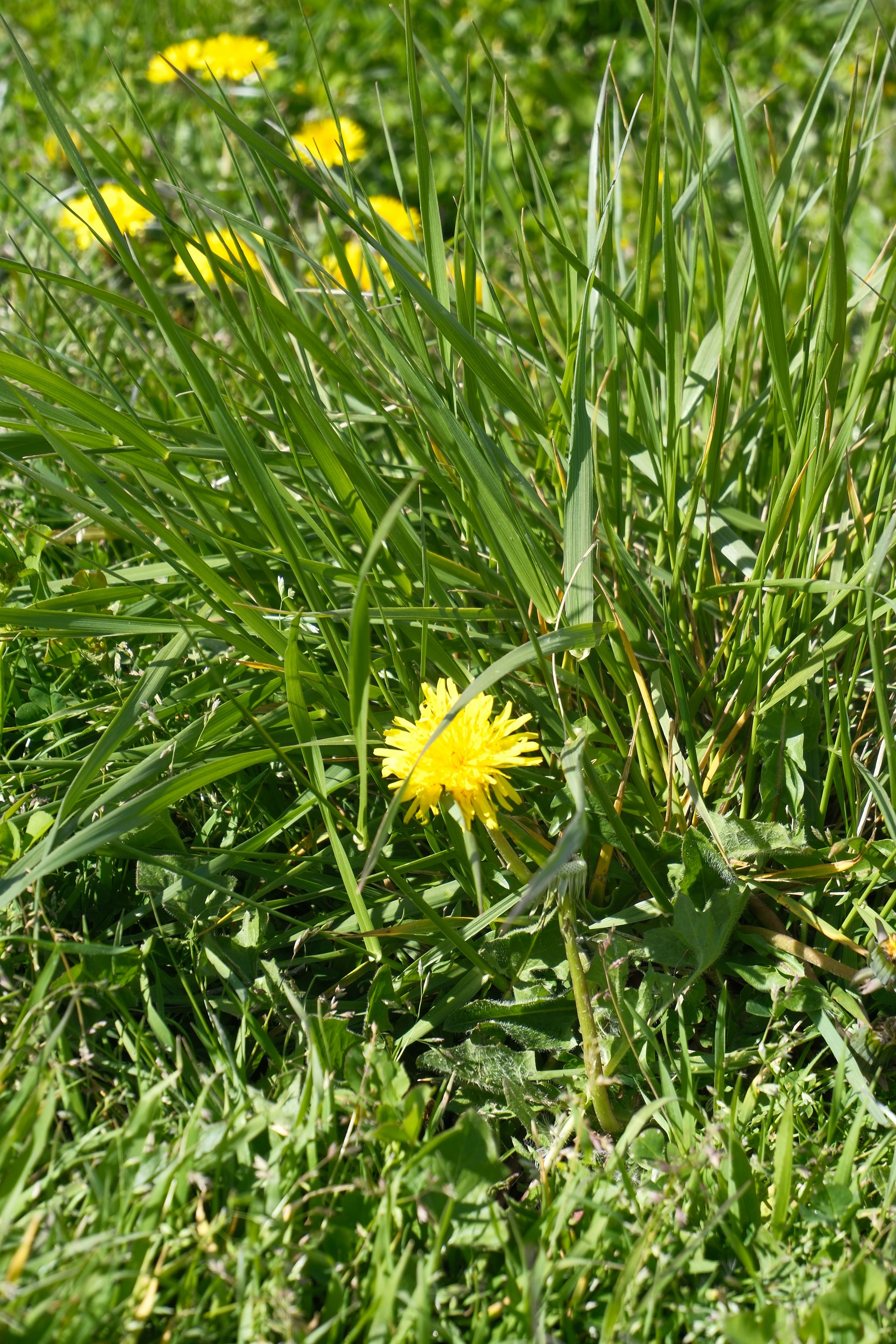 Sunlit Yellow Bloom Rests Among Spring Grass