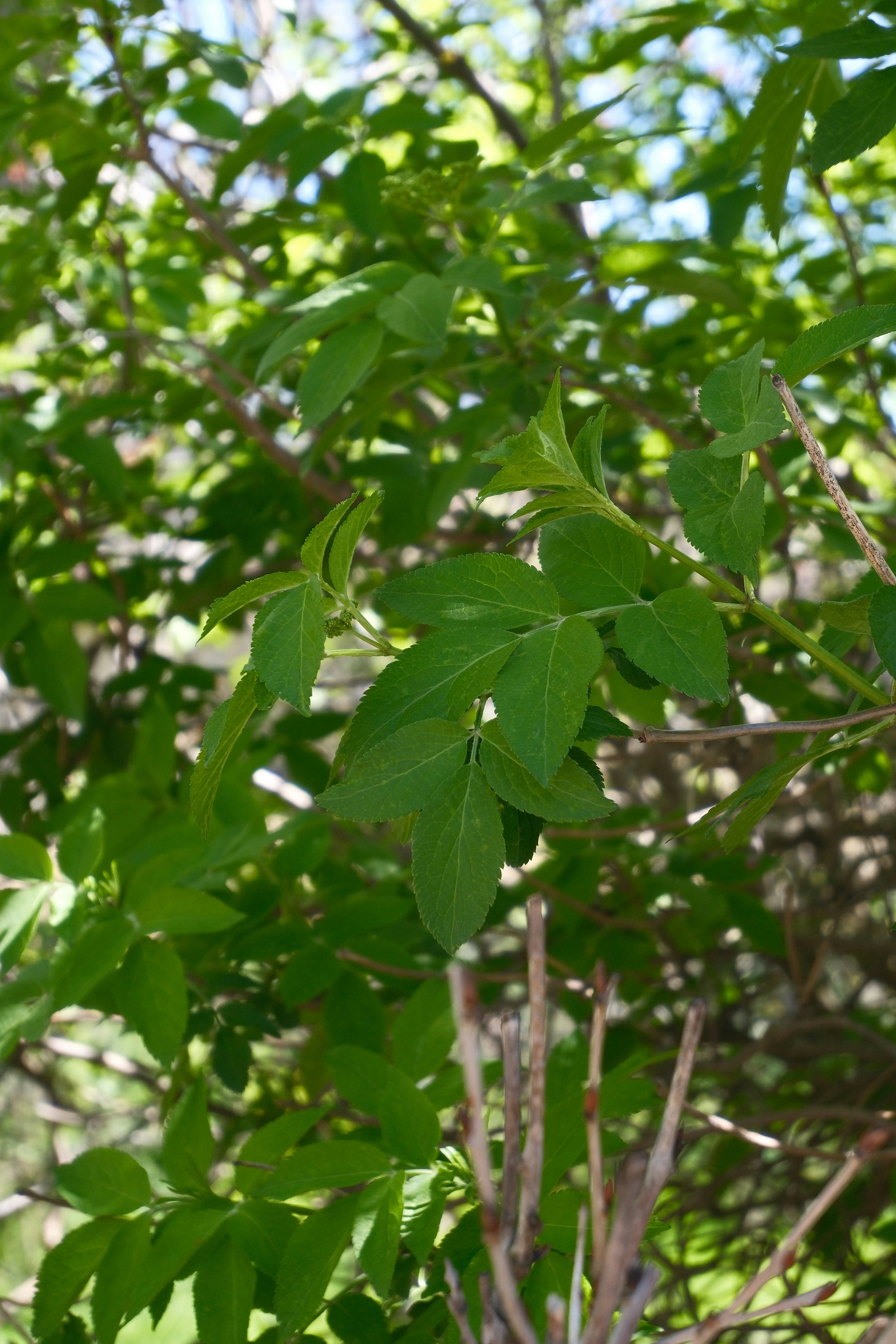 Sunlit Green Chorus: A Close-Up of Leaves in Dappled Light