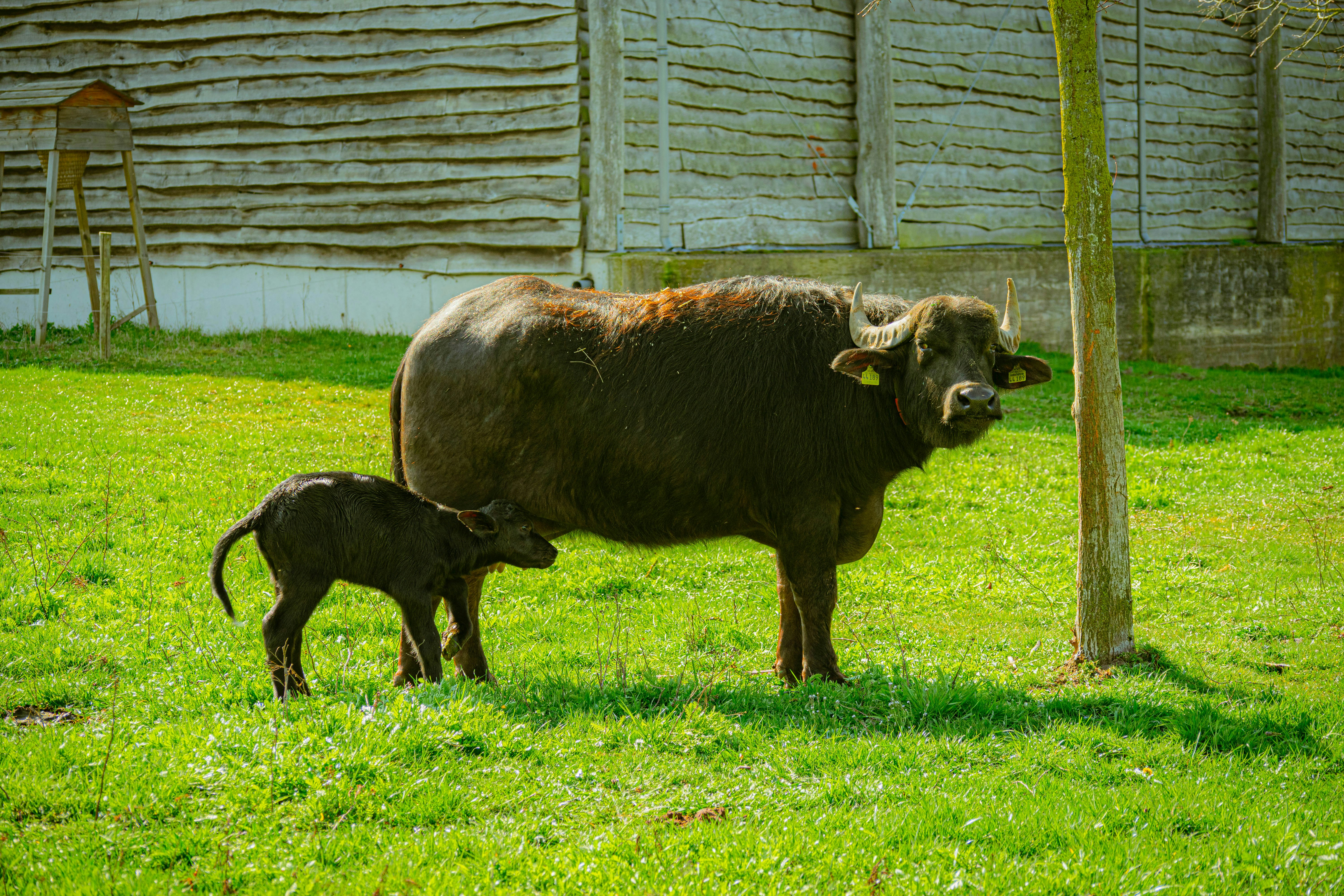 Grazing Bond: A Mare and Foal in Sunlit Pasture
