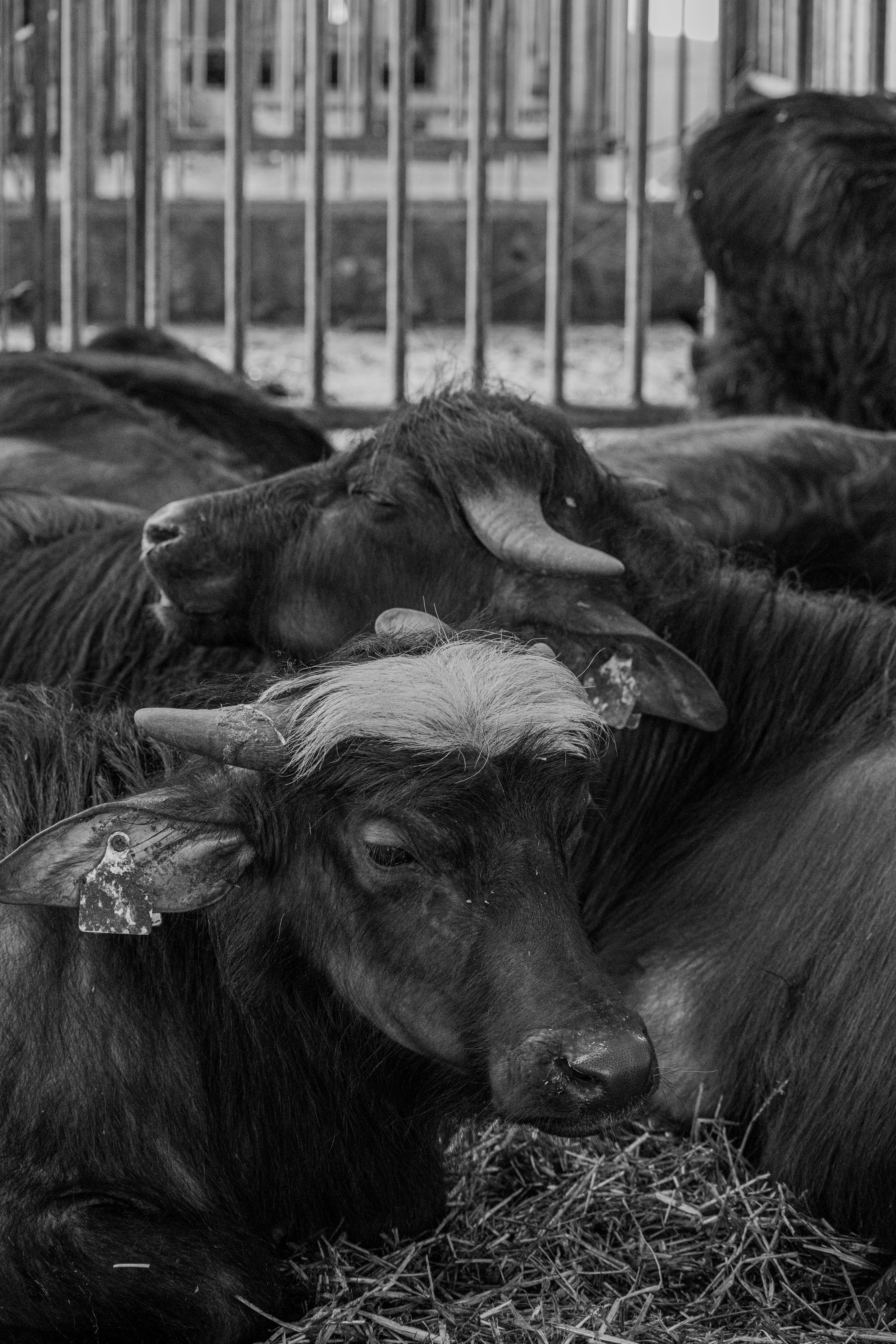 A Quiet Stack of Sleepy Herd: Horns, Hush, and Hay