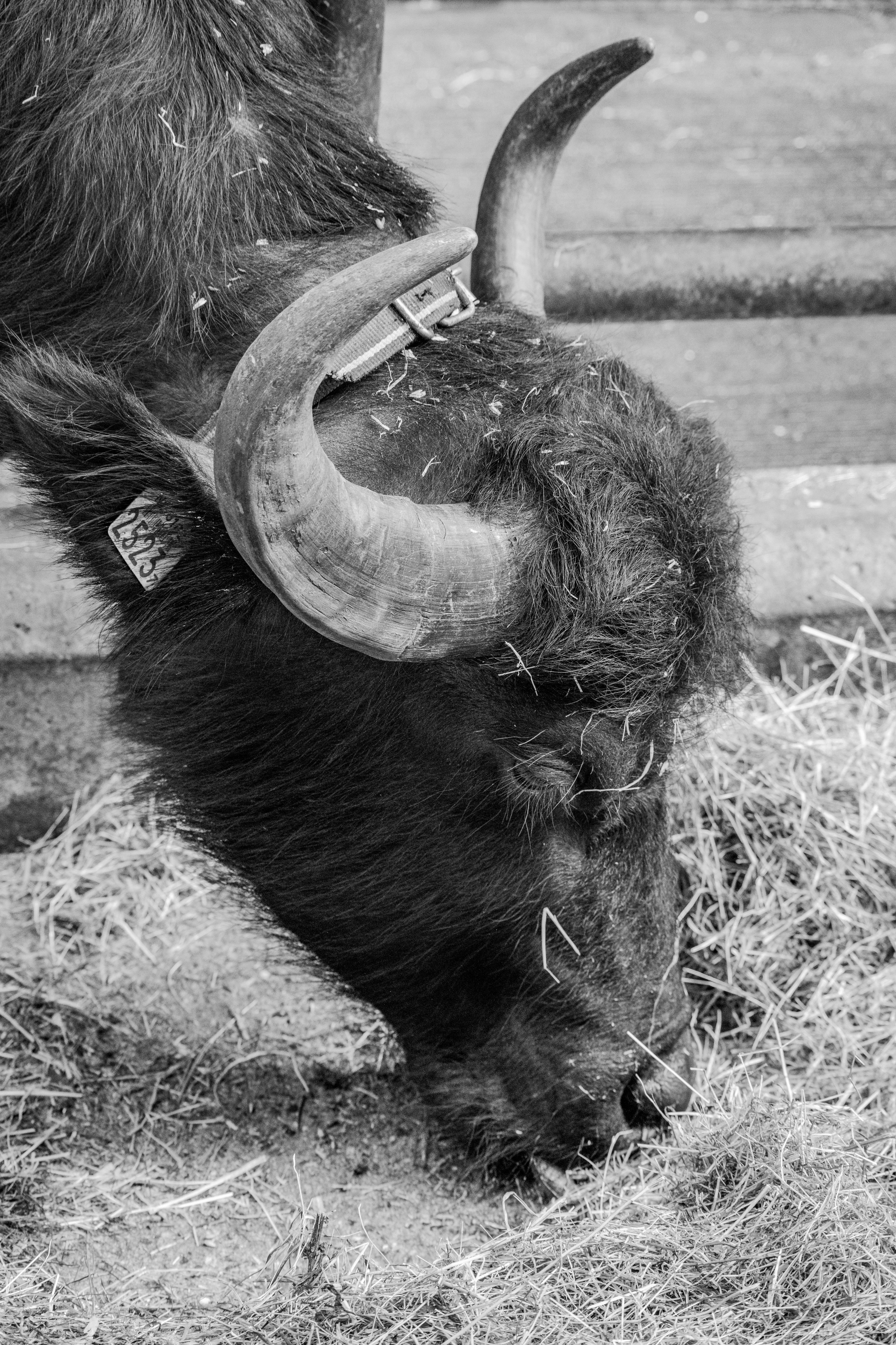 Horned Gentlemouth: A Grazing Highland Bull Under Natural Light