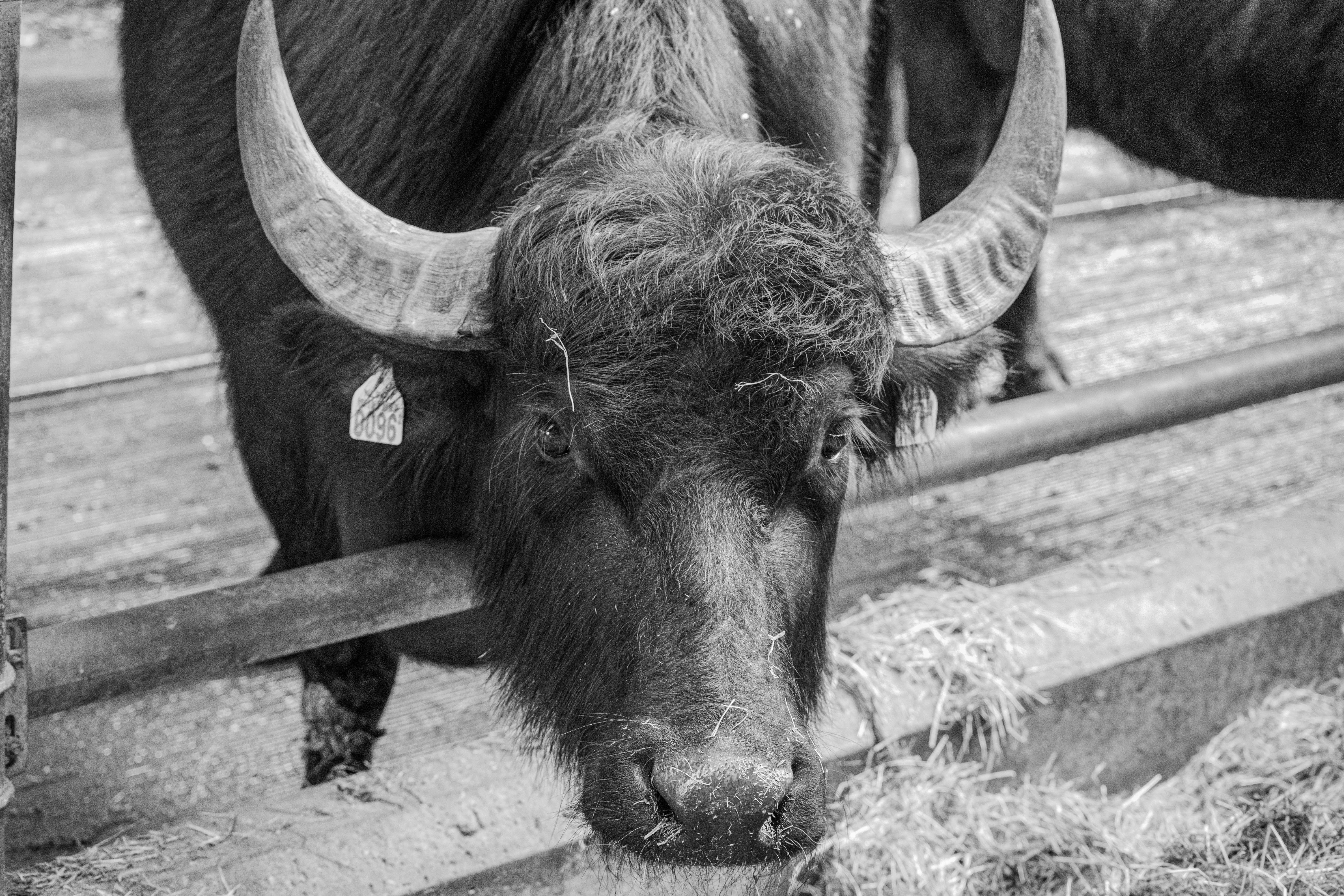Close-Quelled Gaze: A Watering Buffalo Under Stubby Horns