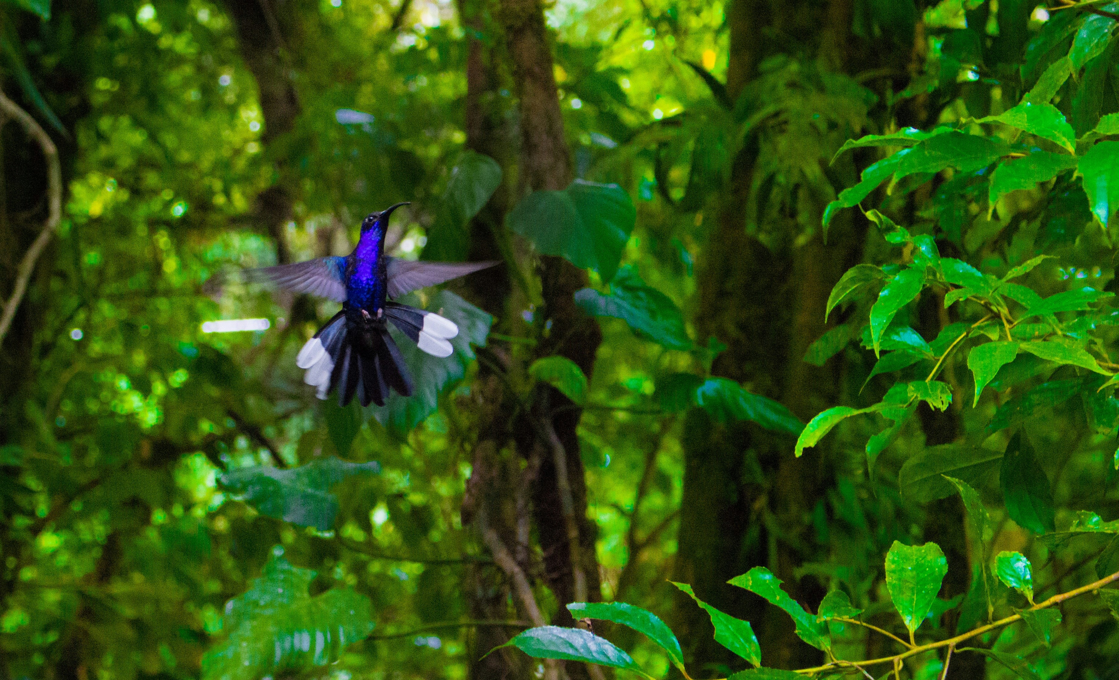 Iris in Motion: A Hummingbird in a Green Corridor