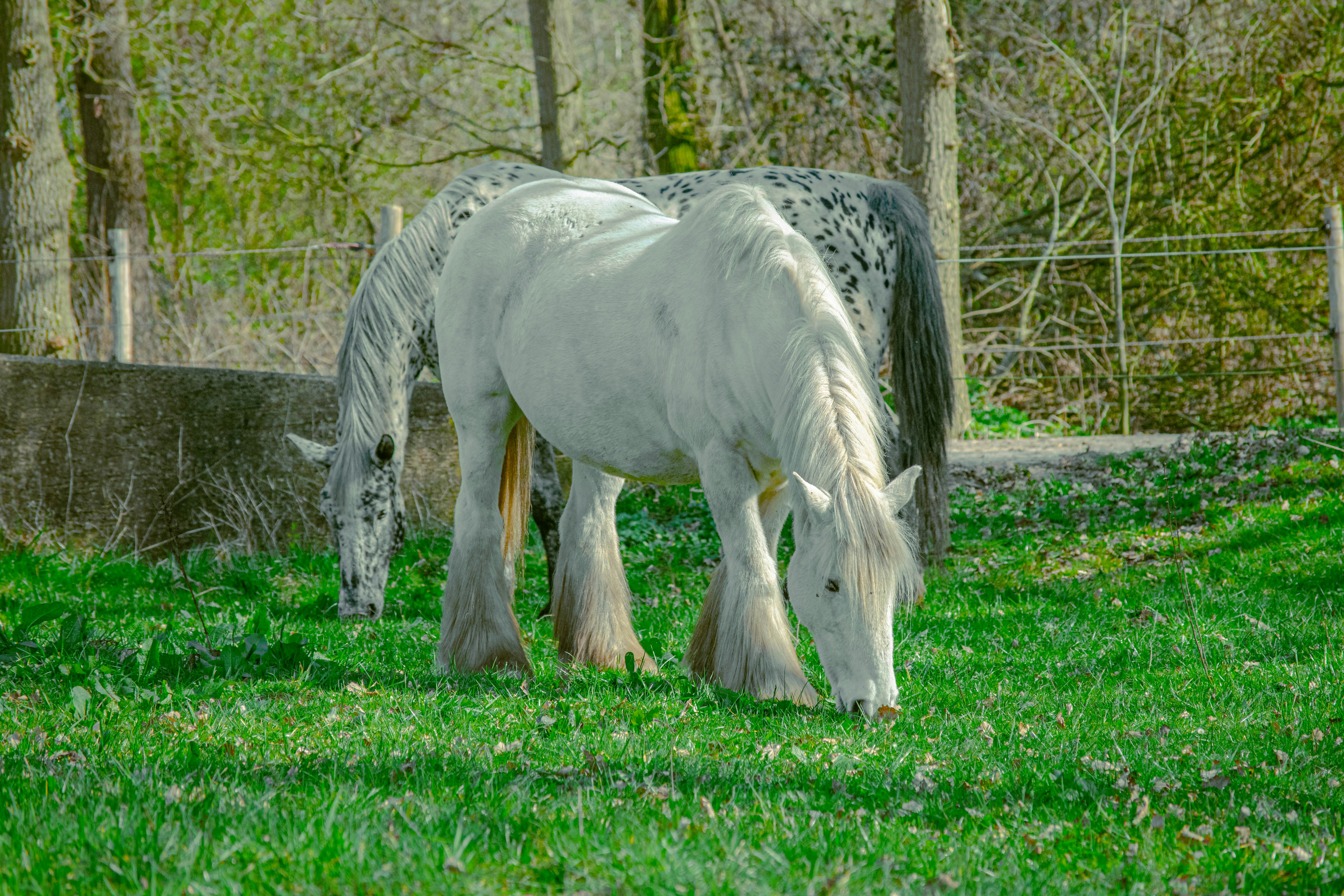 Grazing Whites: Two Horses in a Sunlit Field