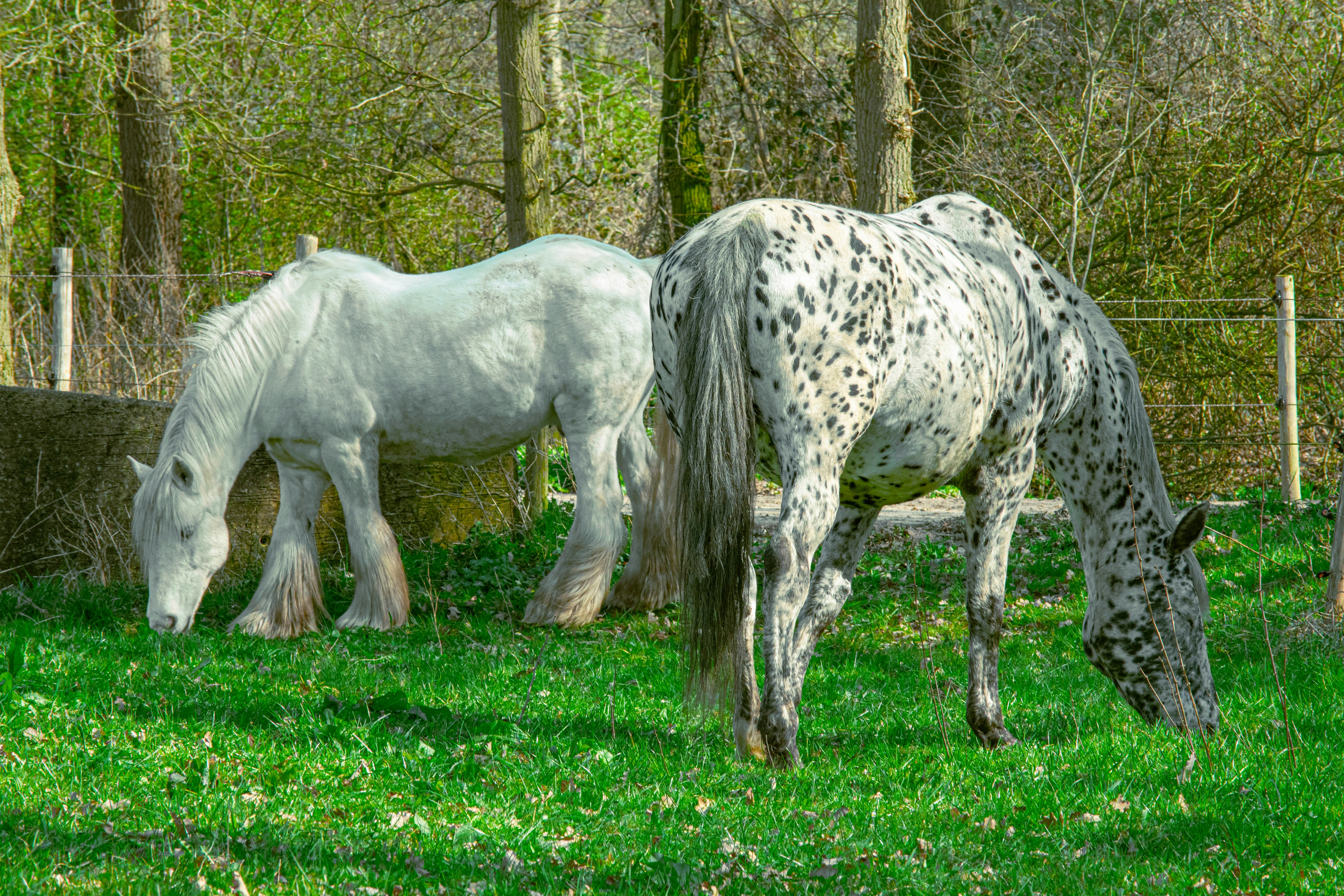 Grazing Pair: White and Spotted Horses in a Sunlit Field