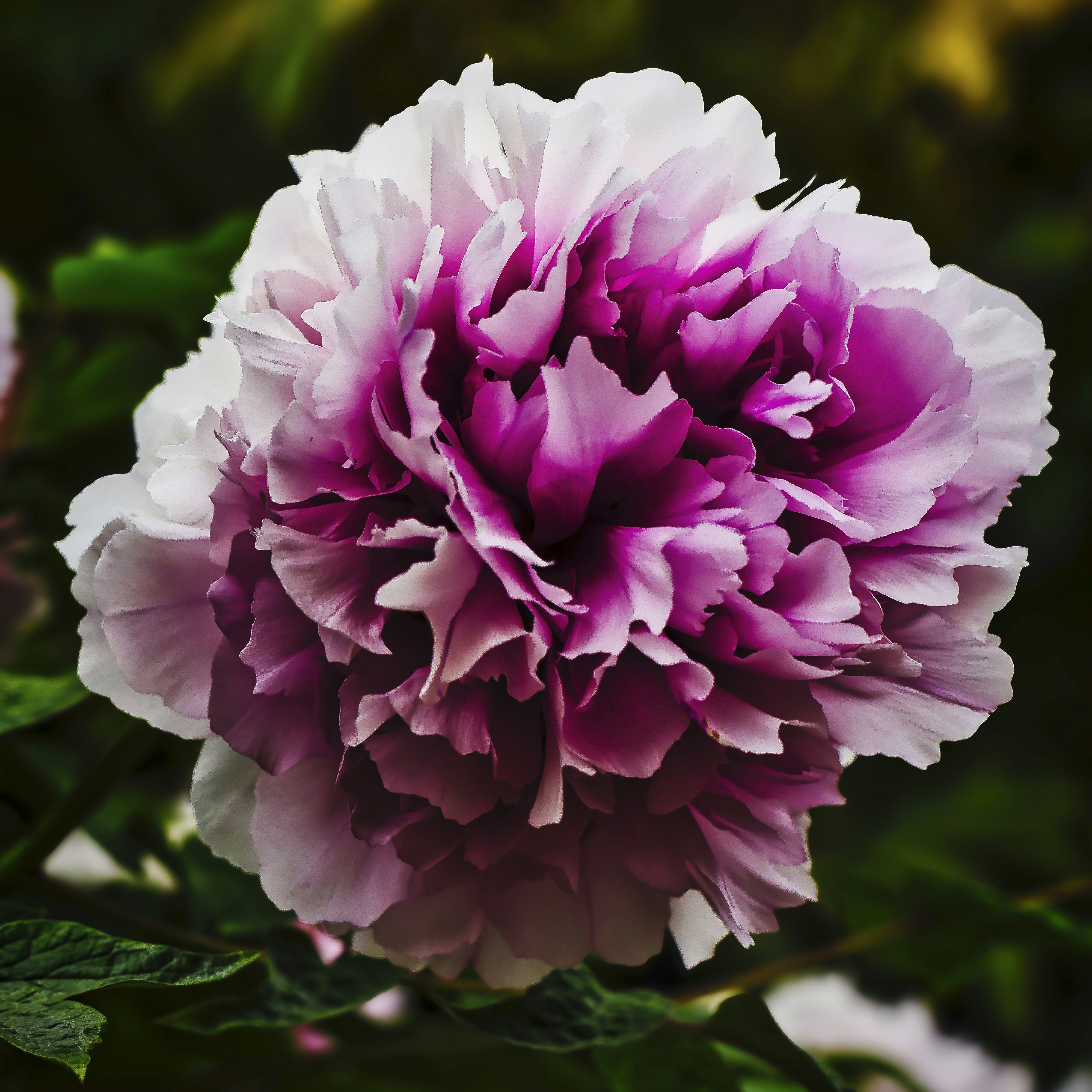 Petal Symphony: A Close-Up of Blushing Peony in Velvet Light