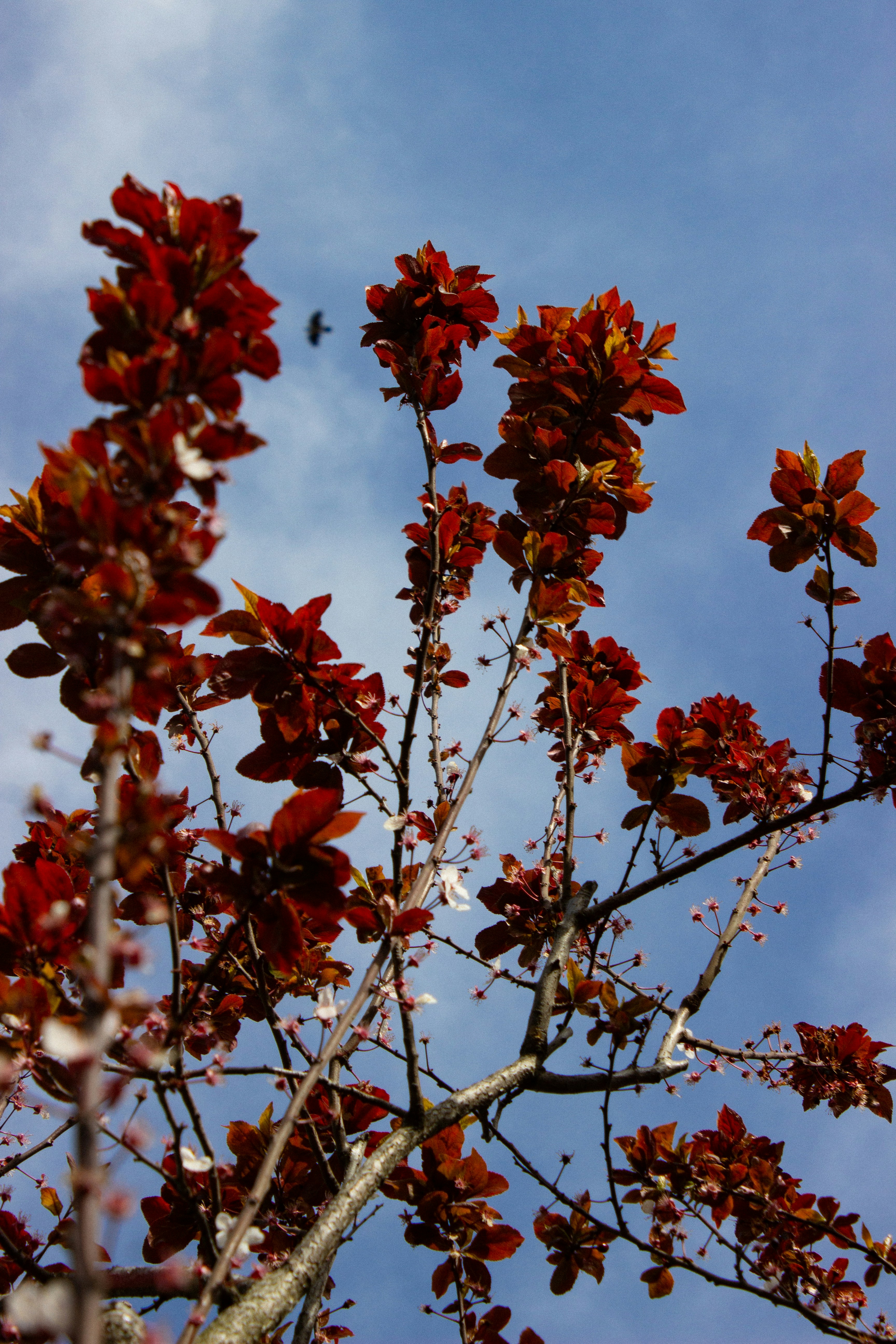 Crimson Canopy Against a Cerulean Sky