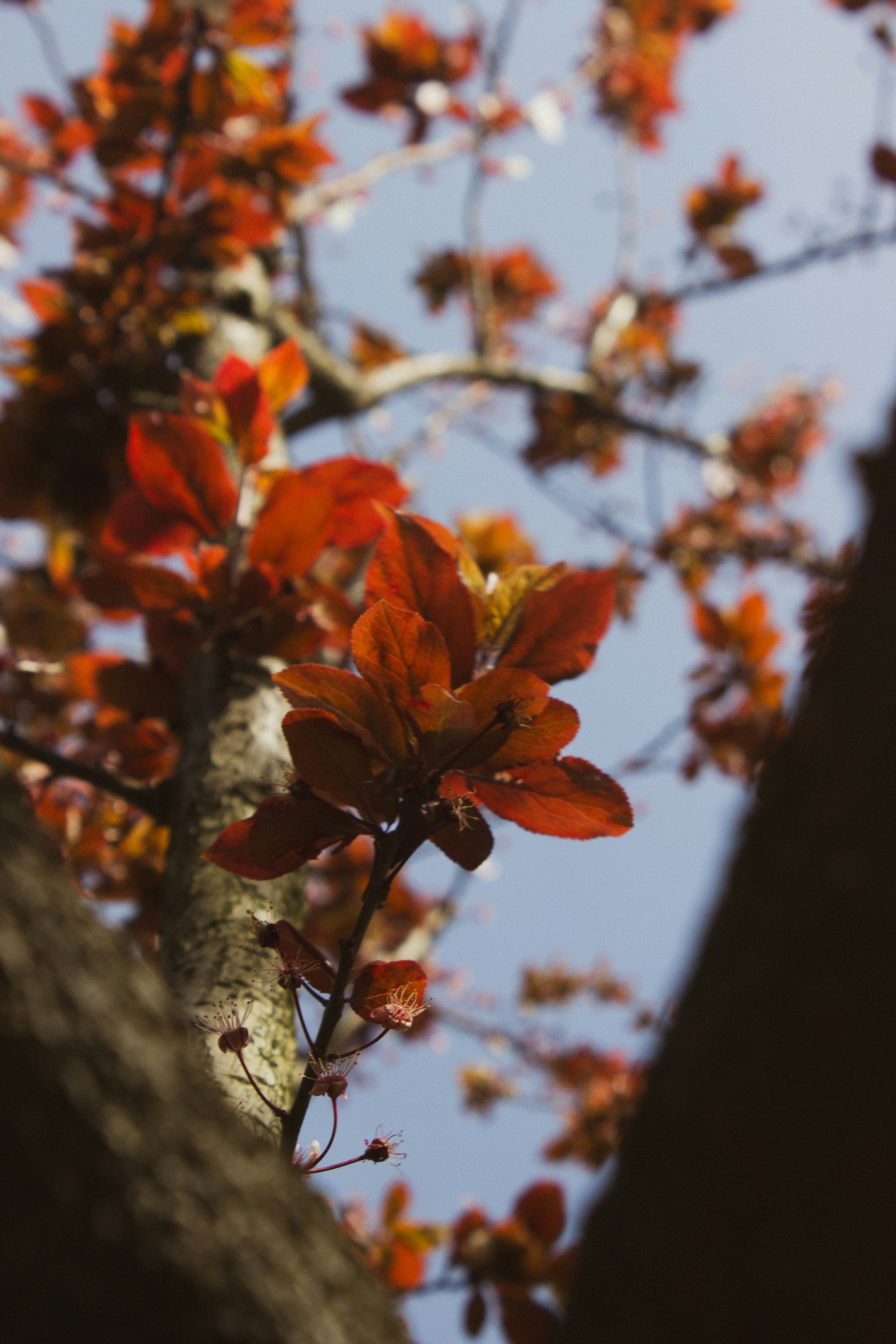 Crimson Leaves Reaching Toward a Clear Sky