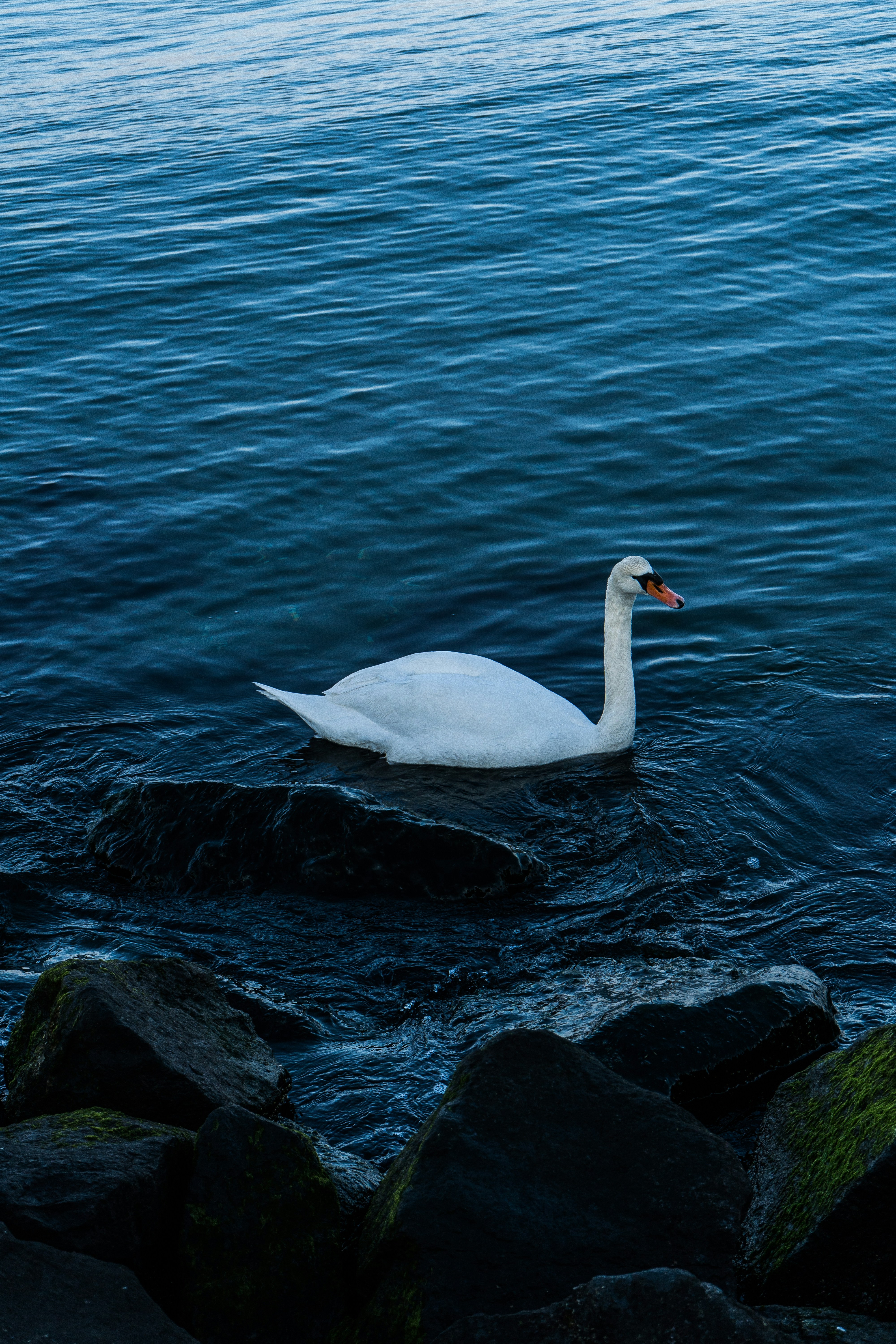 White Swan on Dark Waves