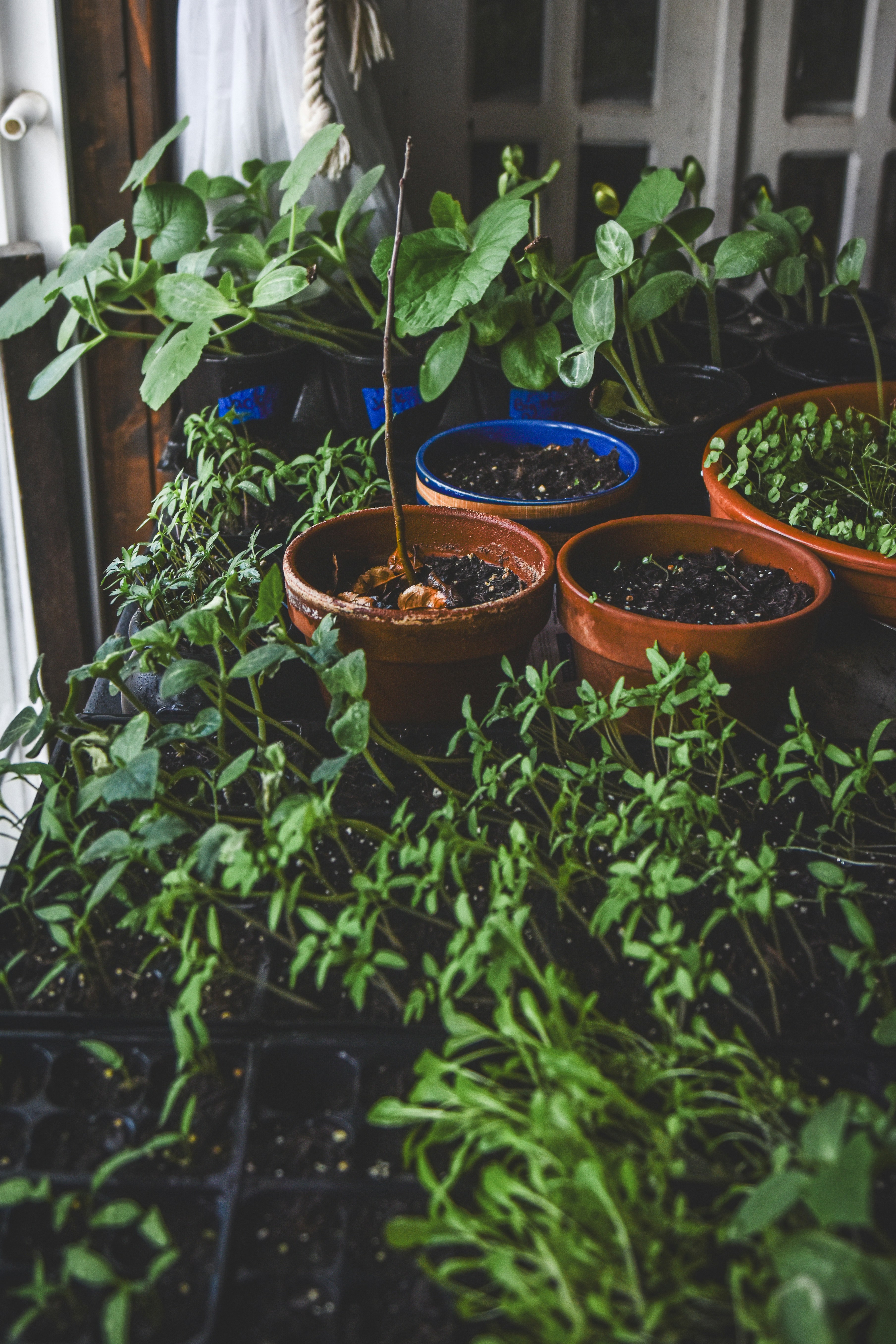 Vagrant Pots: A Quiet Corner of Verdant Pots on a Windowsill
