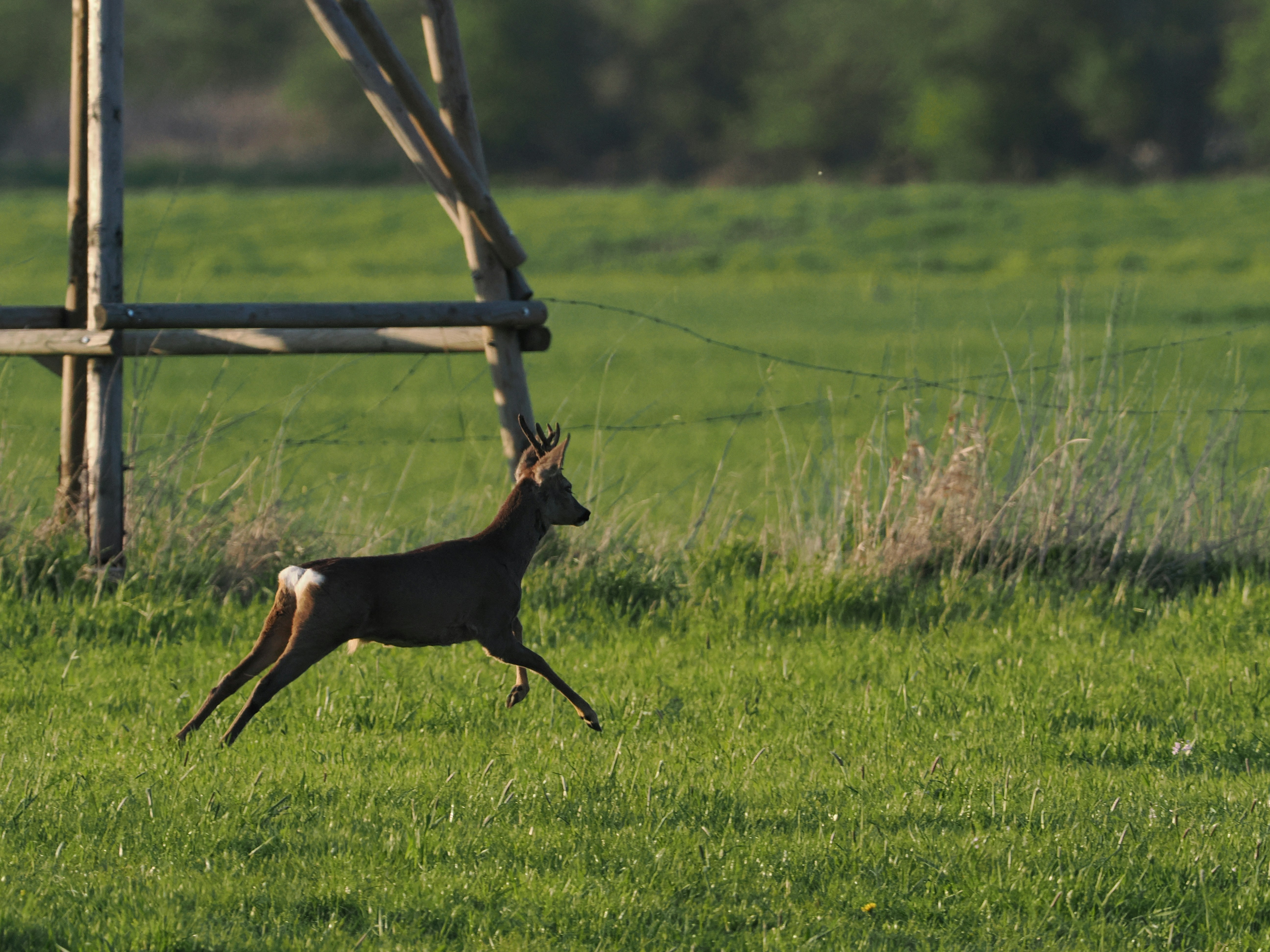 Midfield Run: A lone deer dashes across sunlit meadow