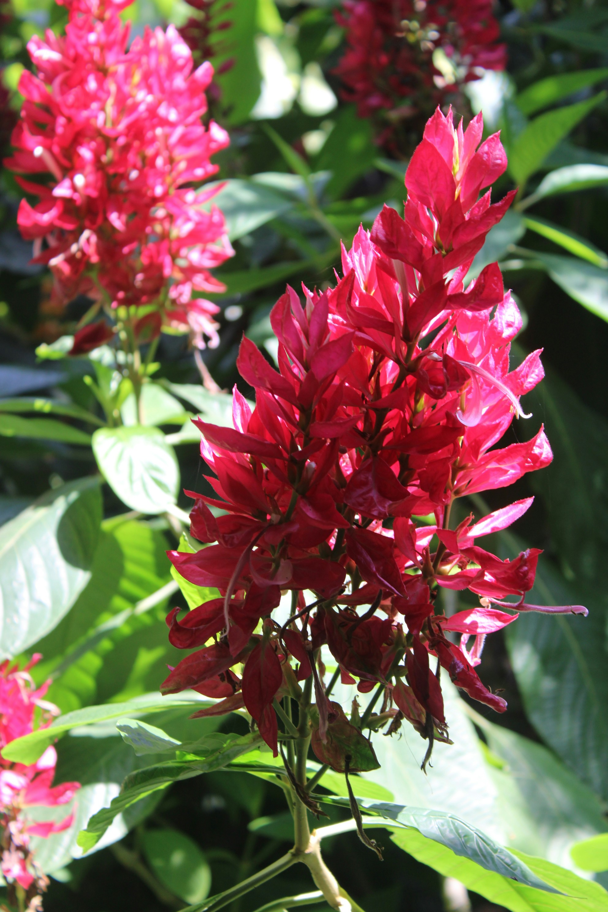Crimson Spires: A Burst of Petal Fire.