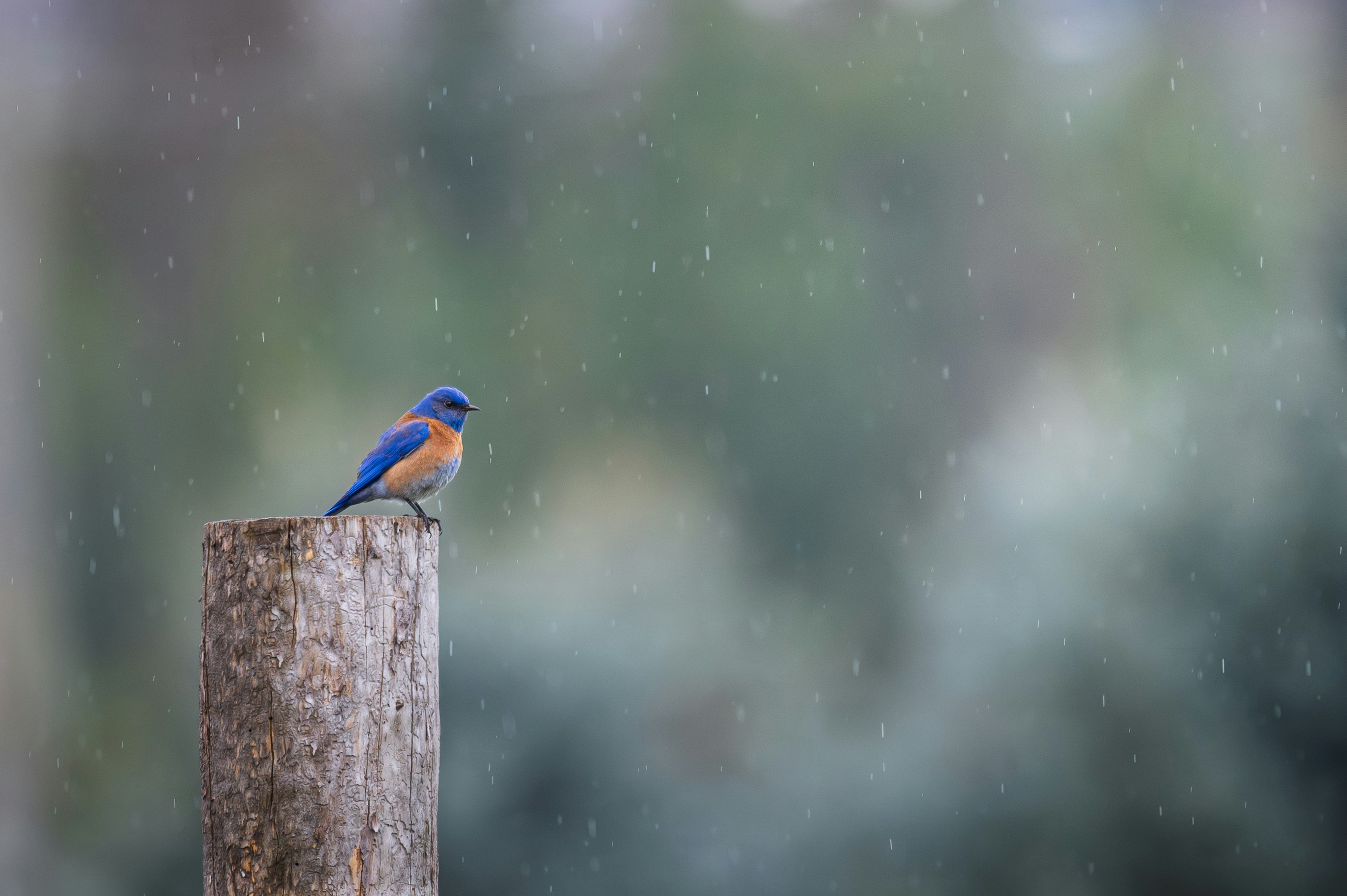 Azure Kingfisher on a Weathered Post in Soft Rain
