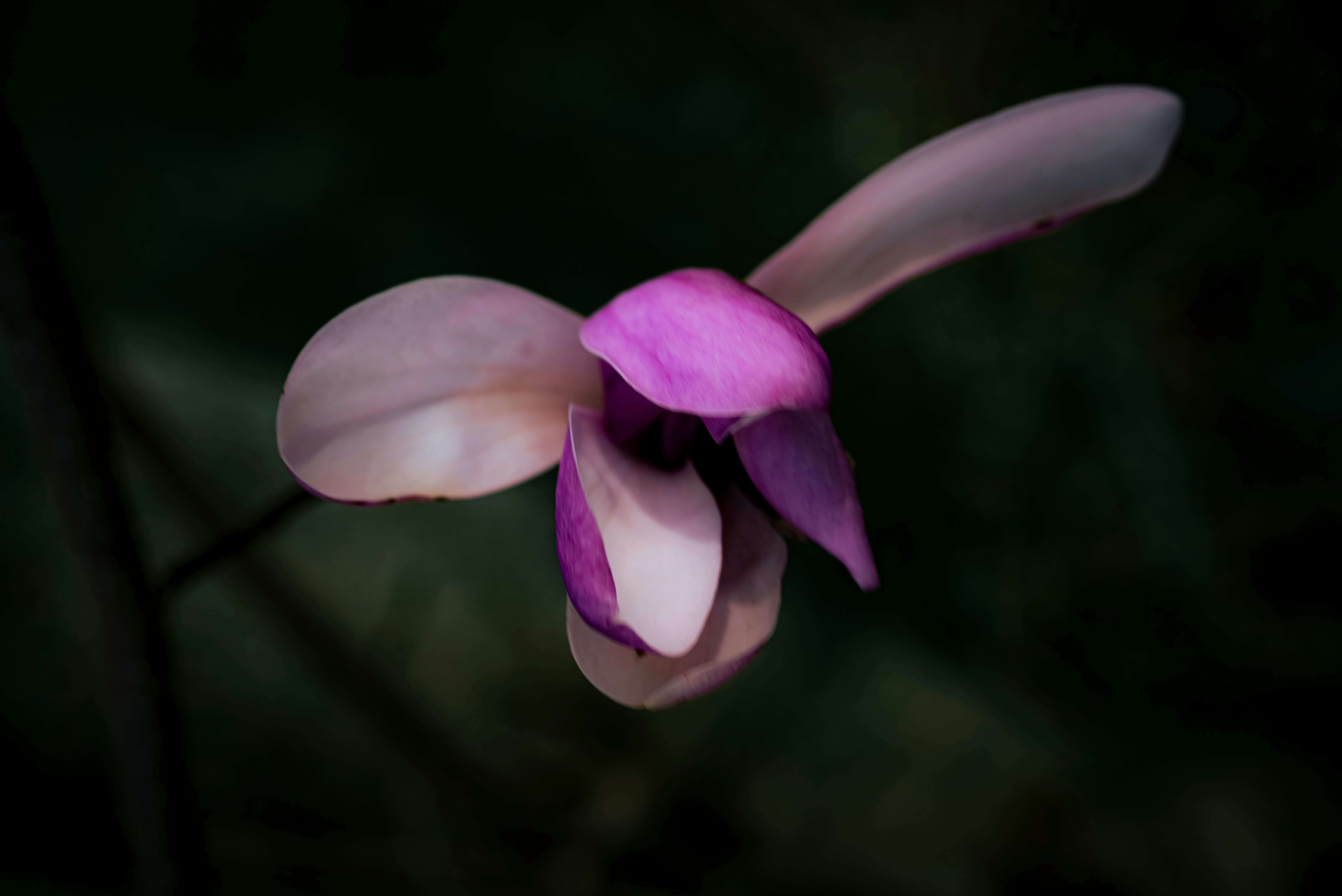 Pink Orchid in Focus: A Close-Up of Delicate Petals in Dim Light