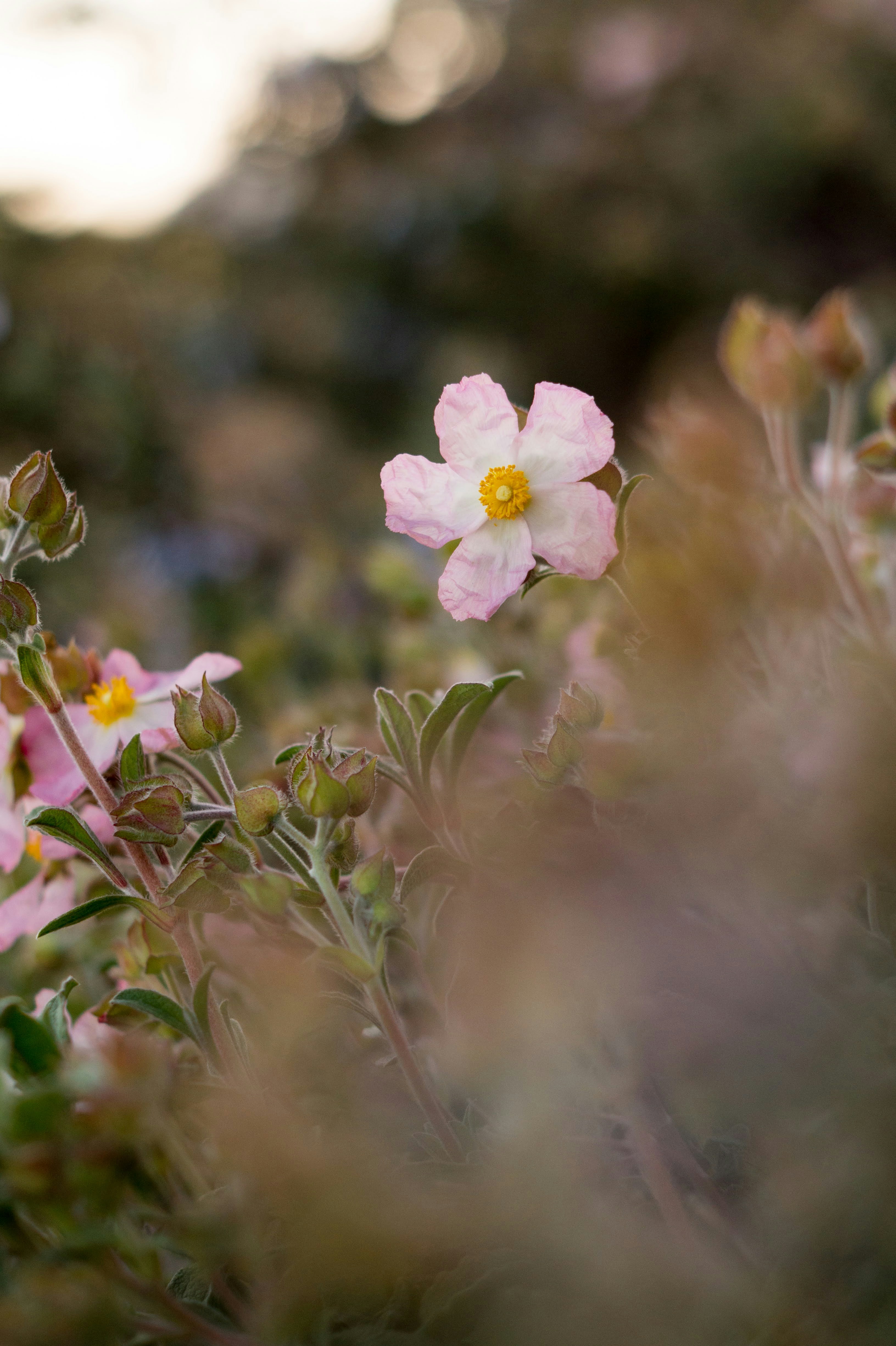 Pink Petal in Focus: A Quiet Garden Moment