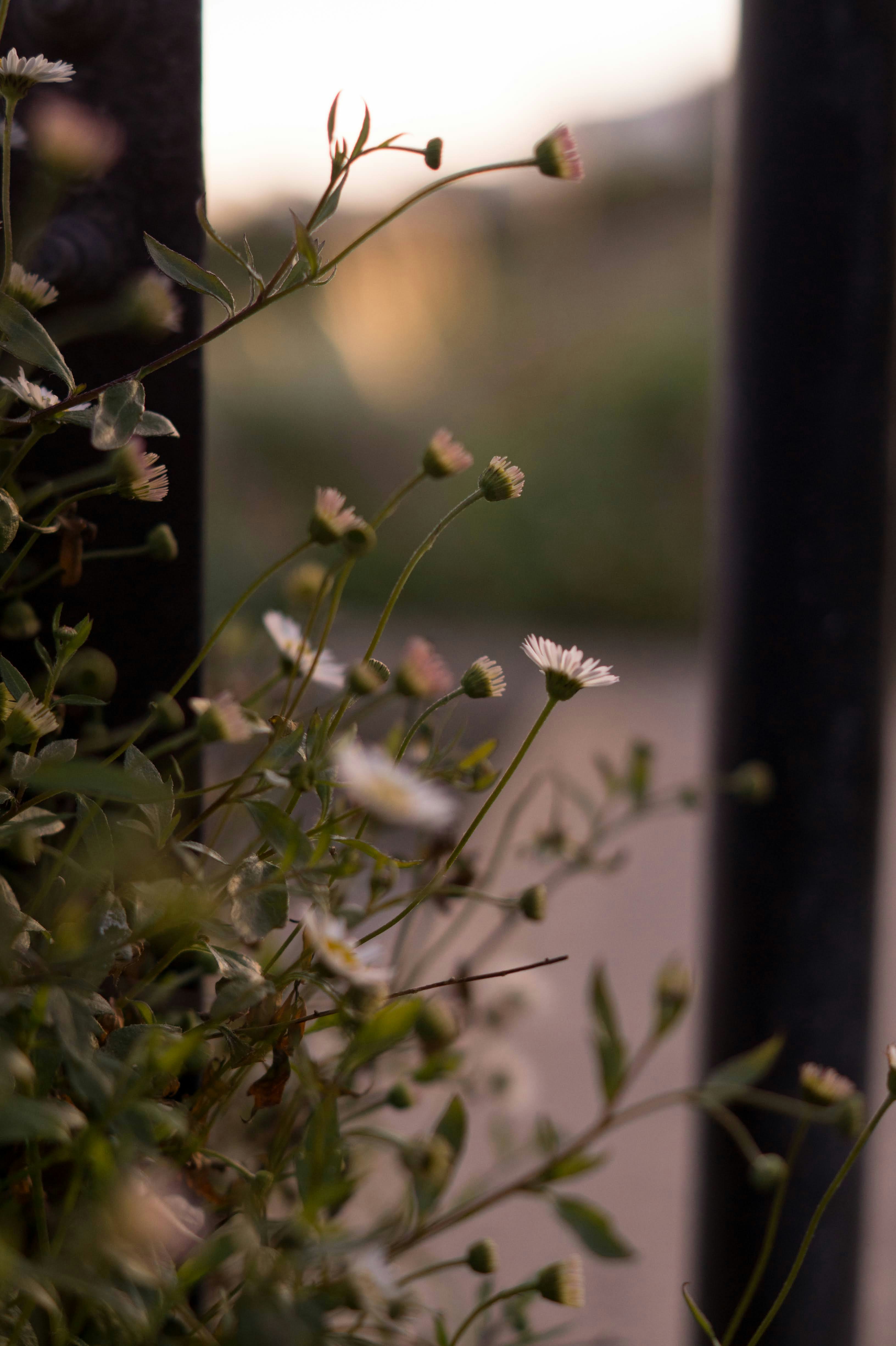 Delicate daisies in evening light across a fence