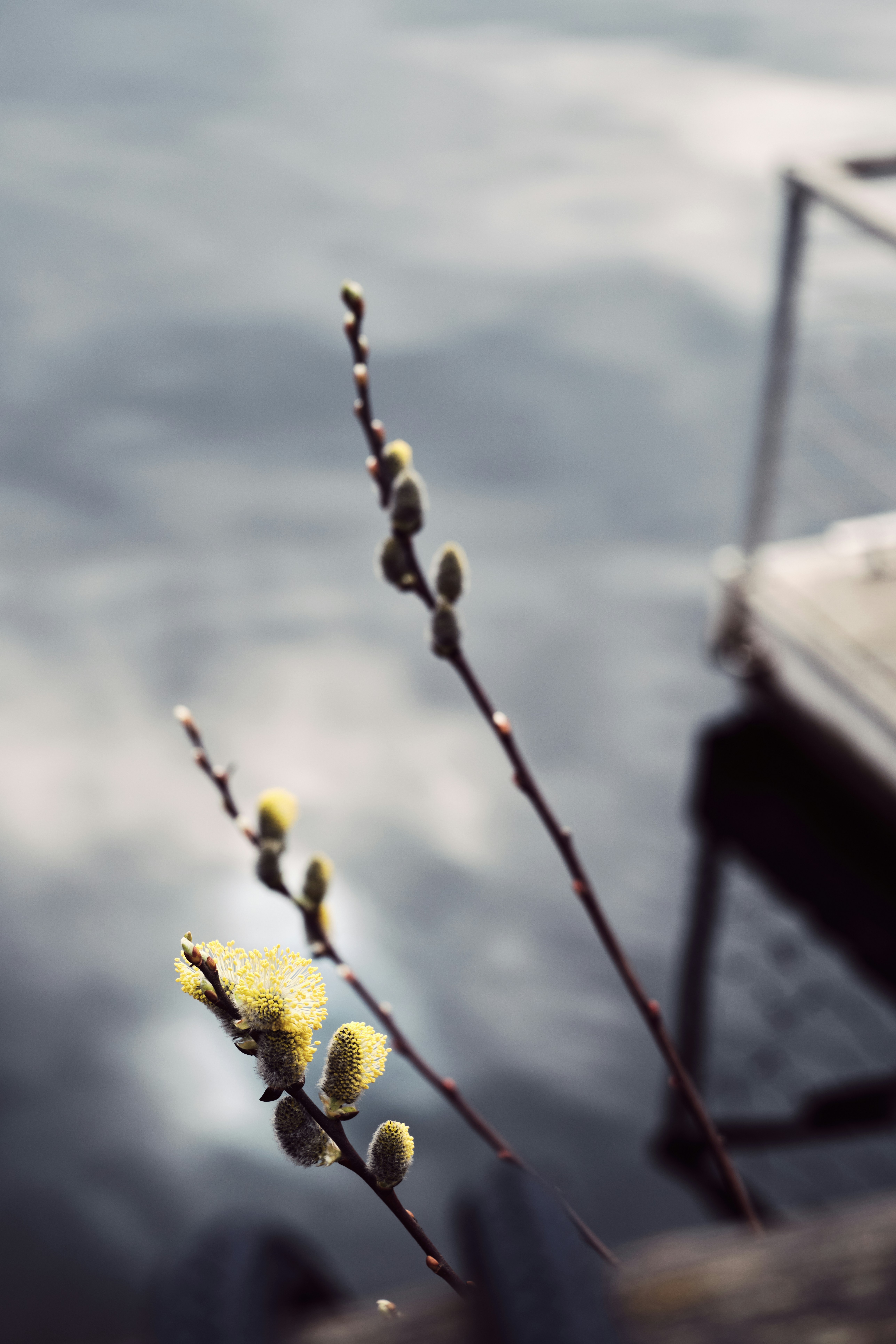 Tender Catkins Reaching Toward a Quiet Lake