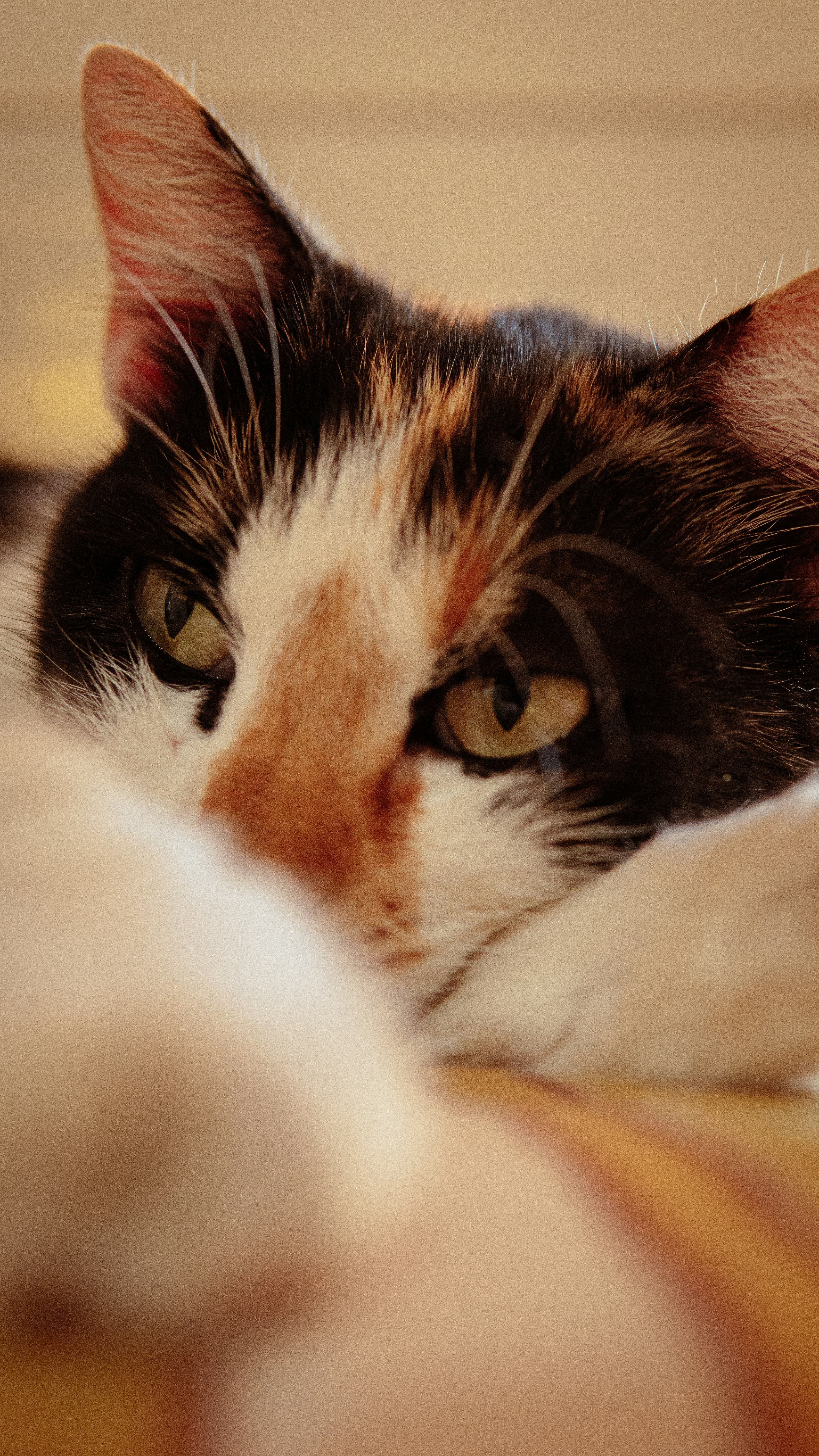 Eyes in focus, whiskers drift into softness: a cat's intimate close-up