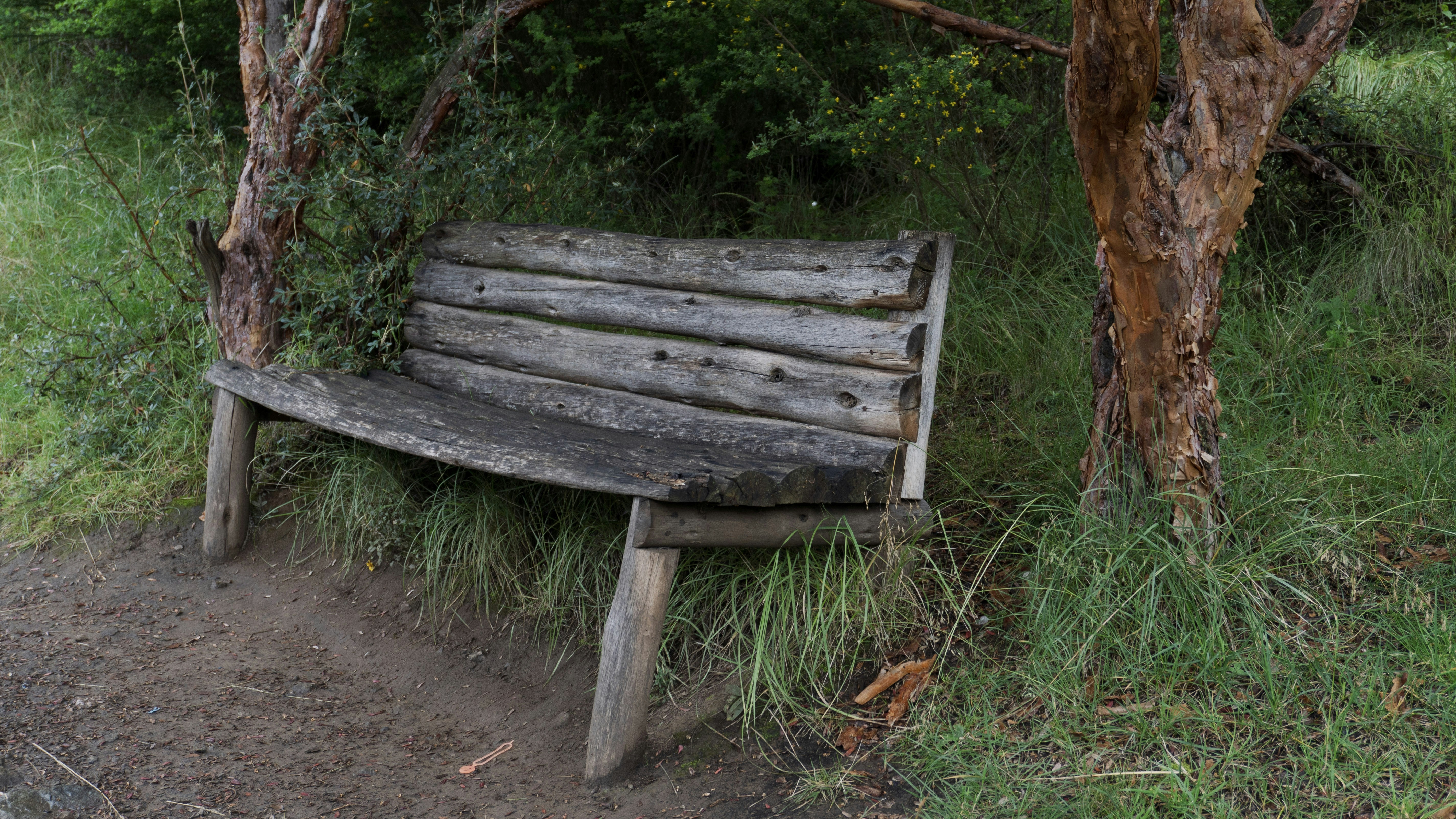 Weathered Bench in Quiet Clearing