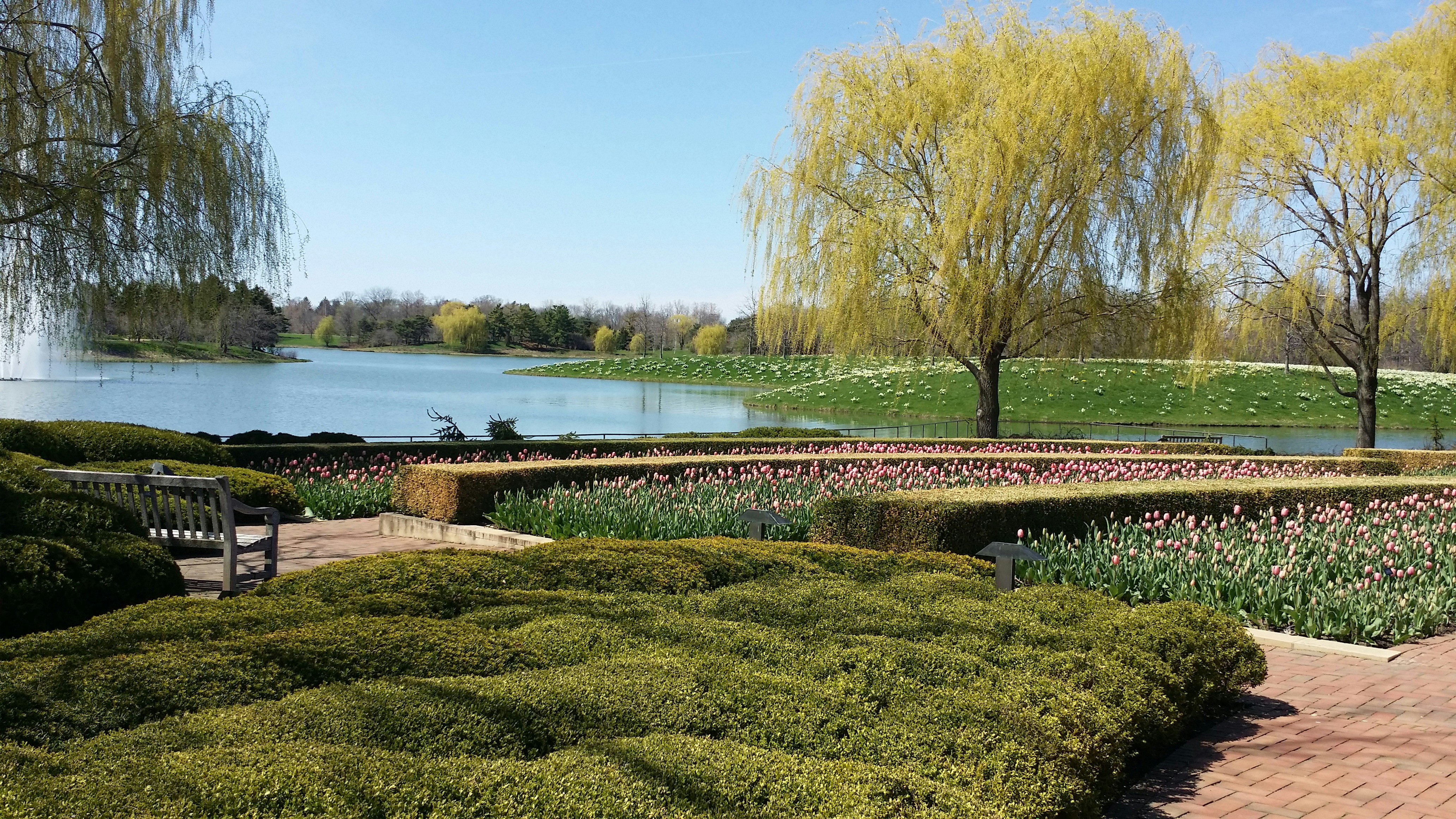 Peaceful Lakeside Bloom: A Hushed Park in Spring