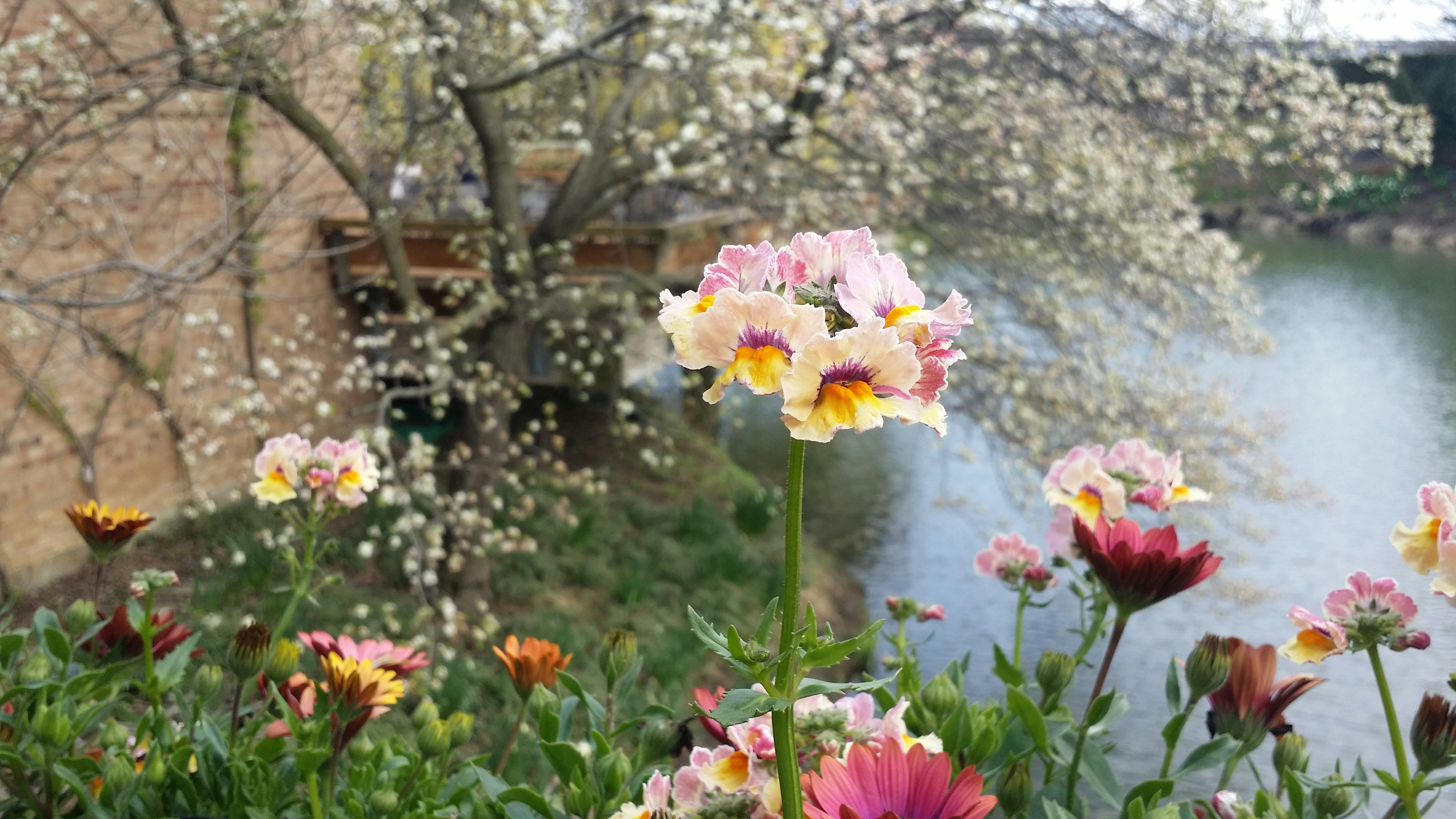 Blossoms by the Quiet Water