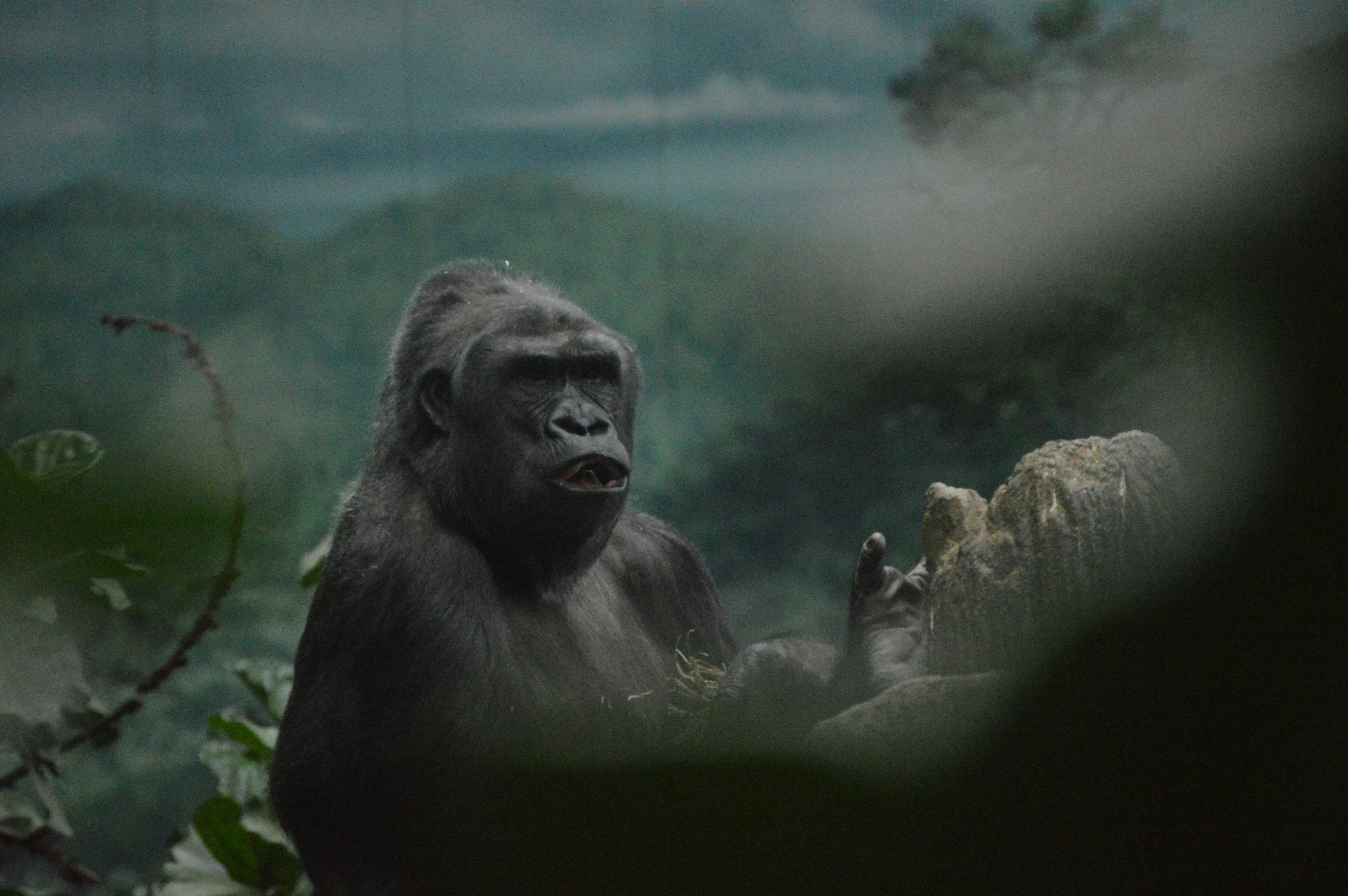 Gorilla in the Glade: Quiet Power Behind the Foliage