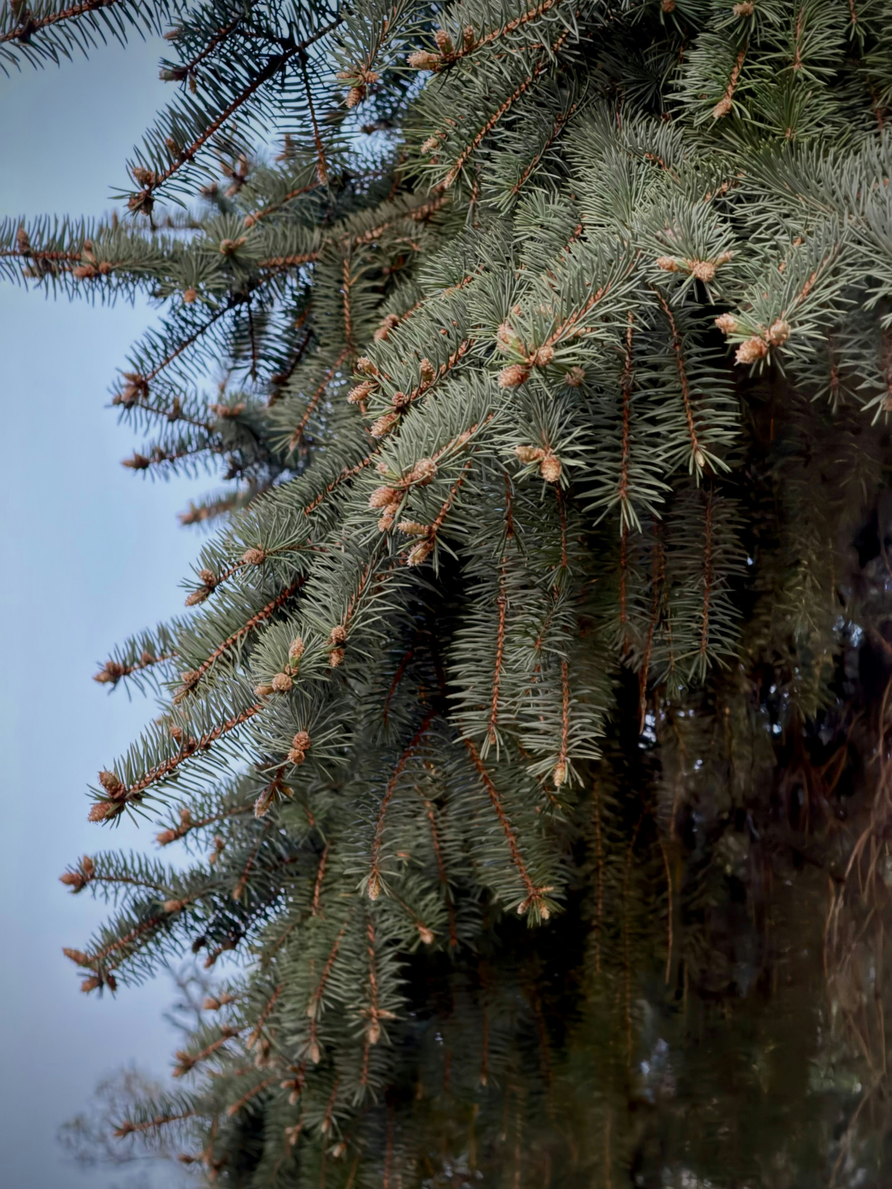 Evergreen Fronds: A Macro Portrait of Pine Needles
