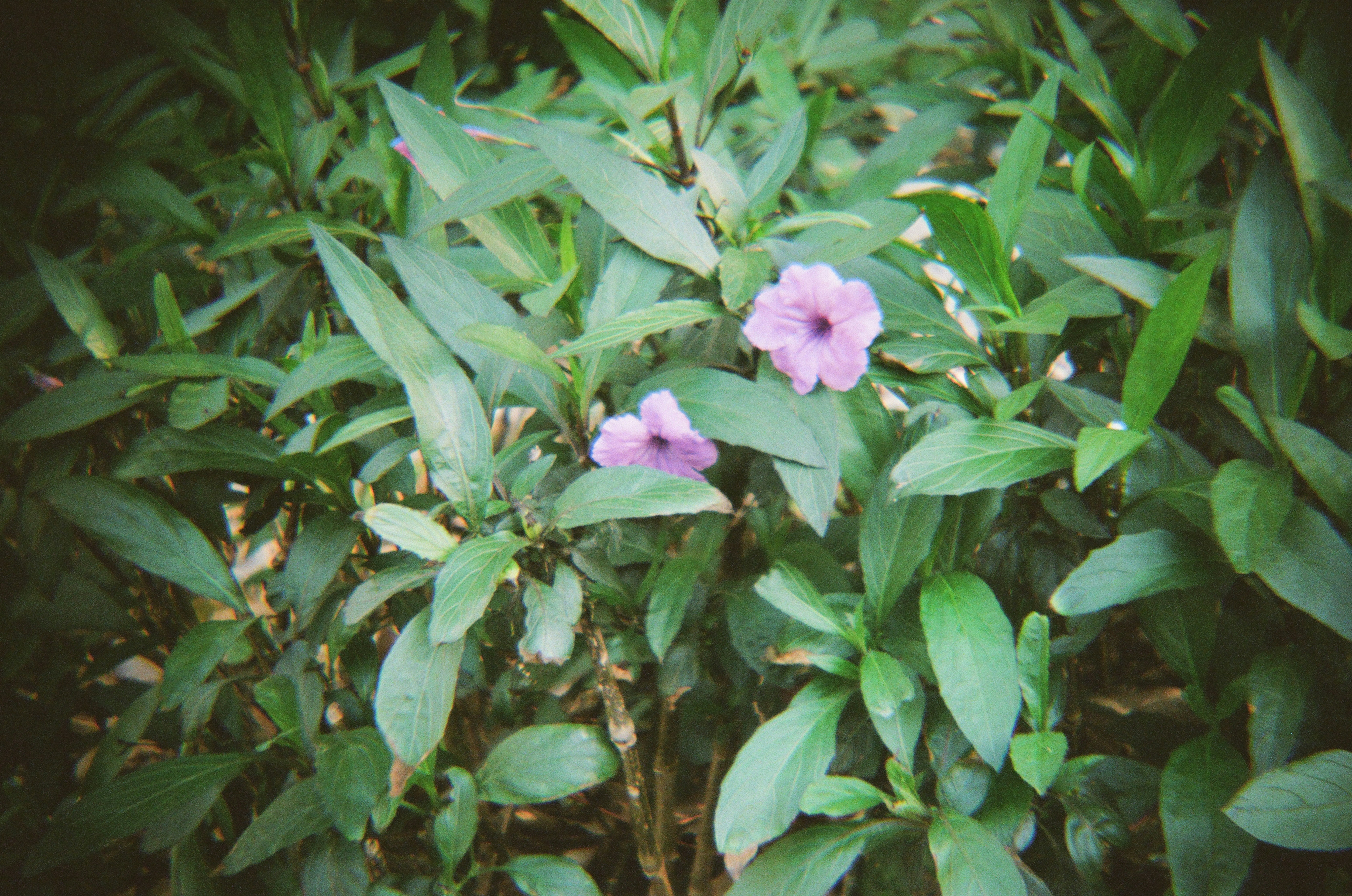 Lilac-pink bloom amid glossy green leaves