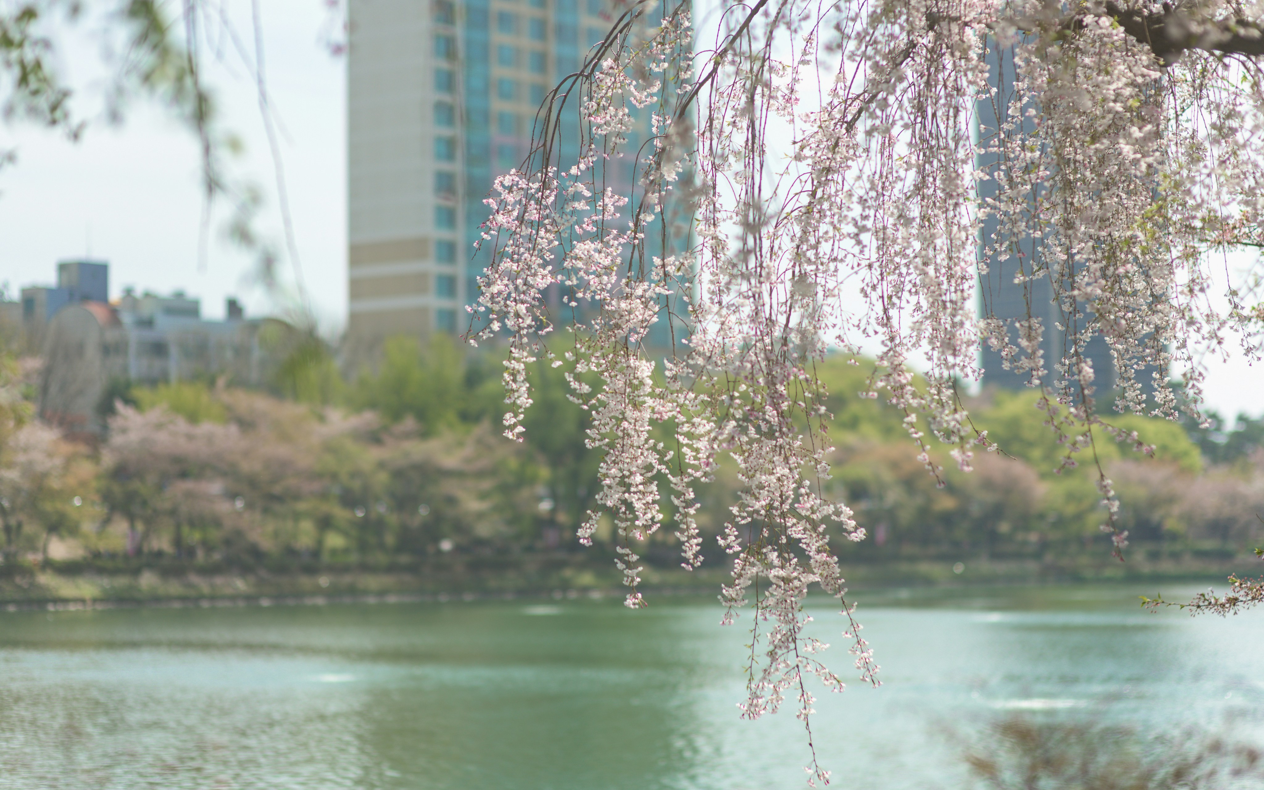 Blossoms Over the Water: Spring Cityscape