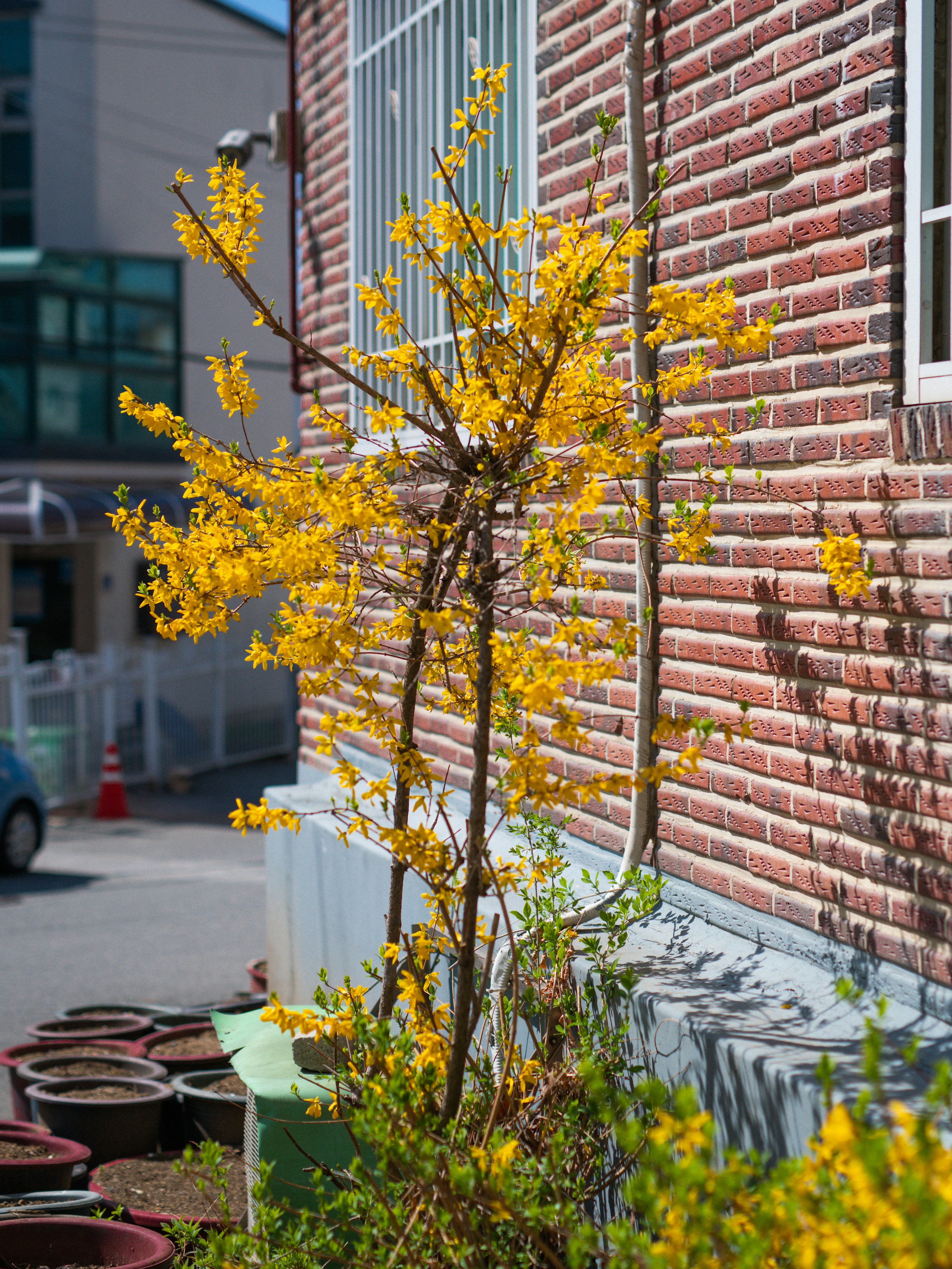 Sunlit Canary Tree Against Brick Facade