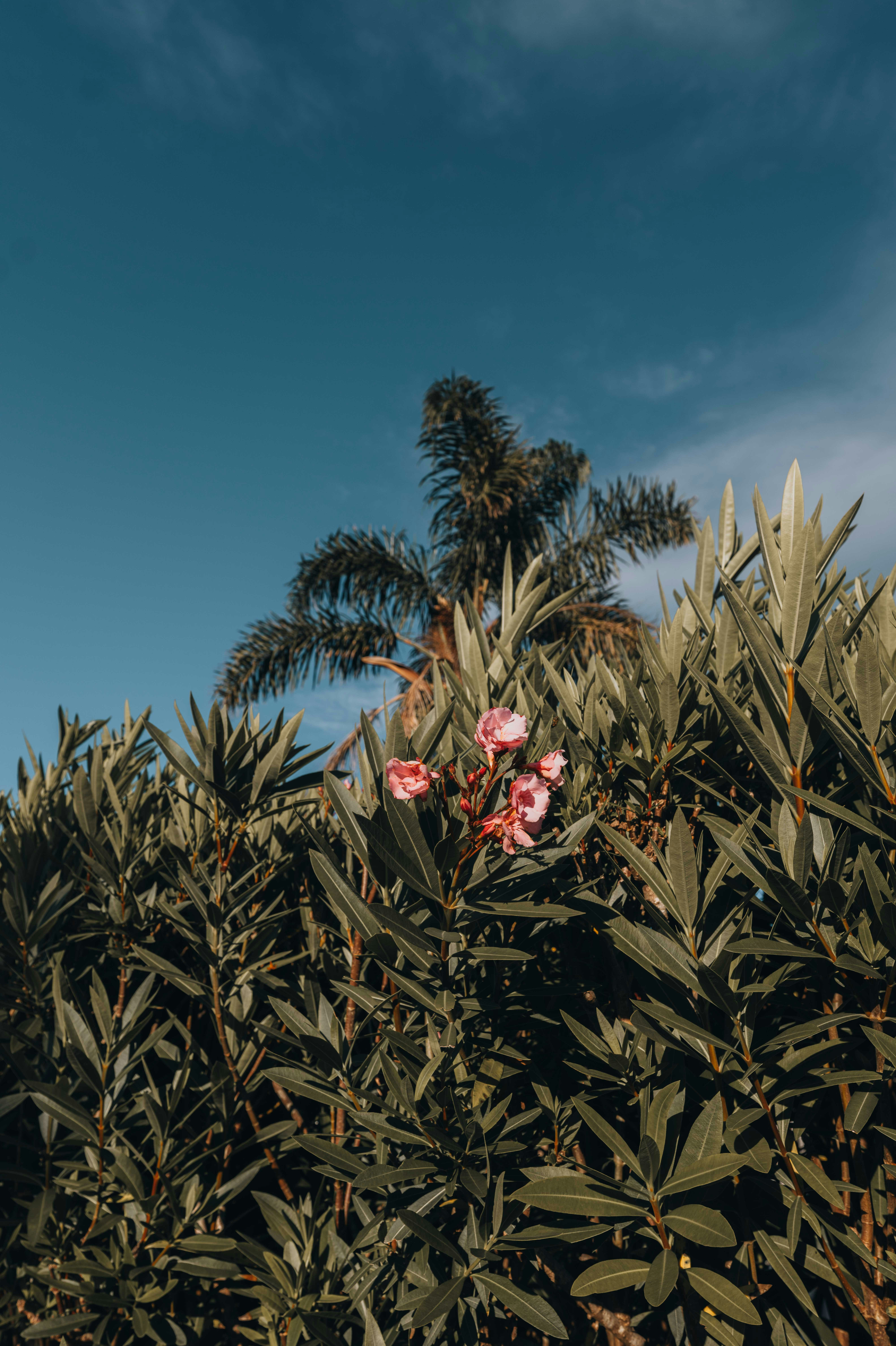 Pink Blooms Peek Through Verdant Fence of Desert Scrub Under Clear Sky