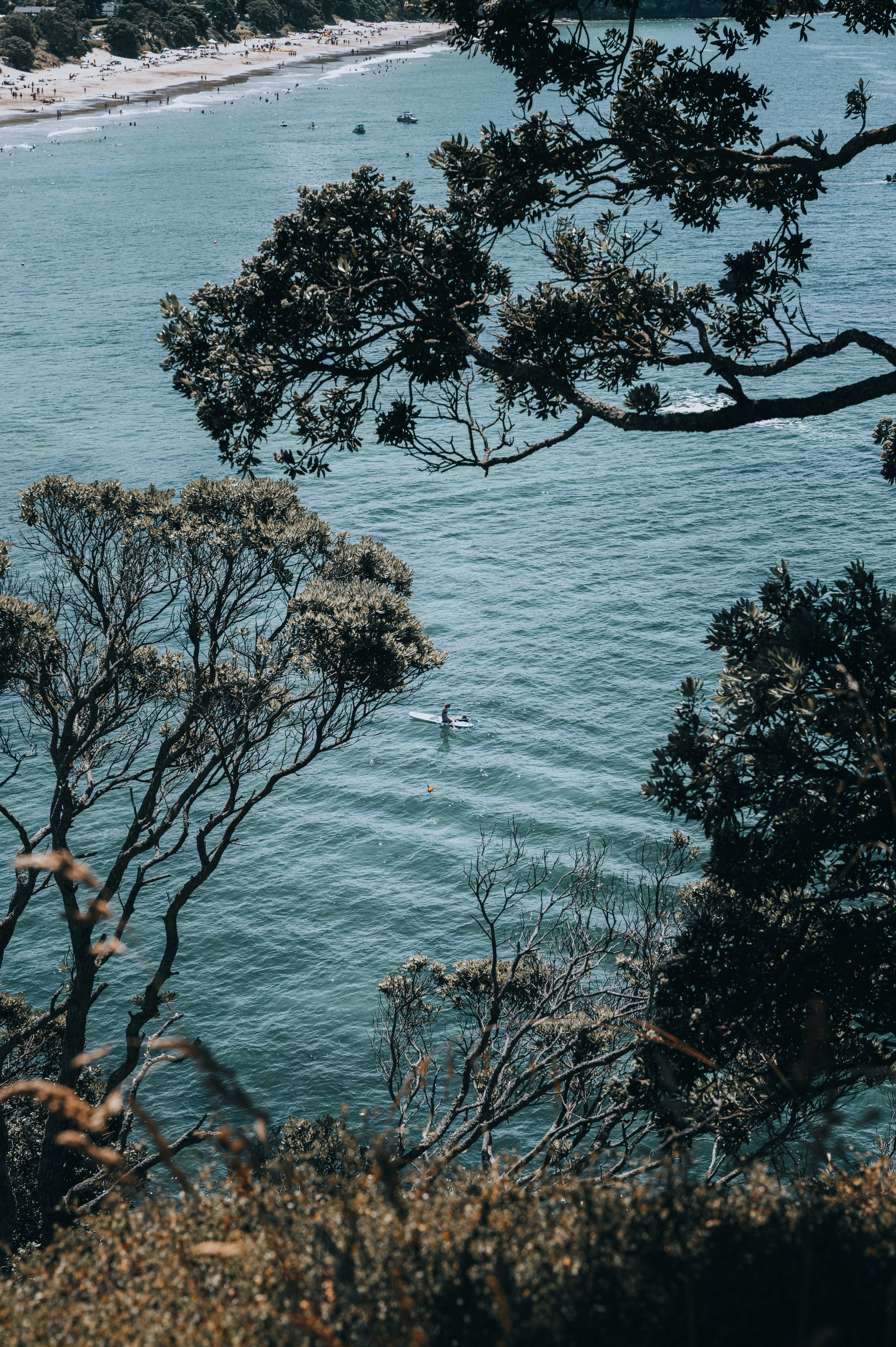 Aboard the Quiet Tide: Tree-Frame View over a Windswept Cove