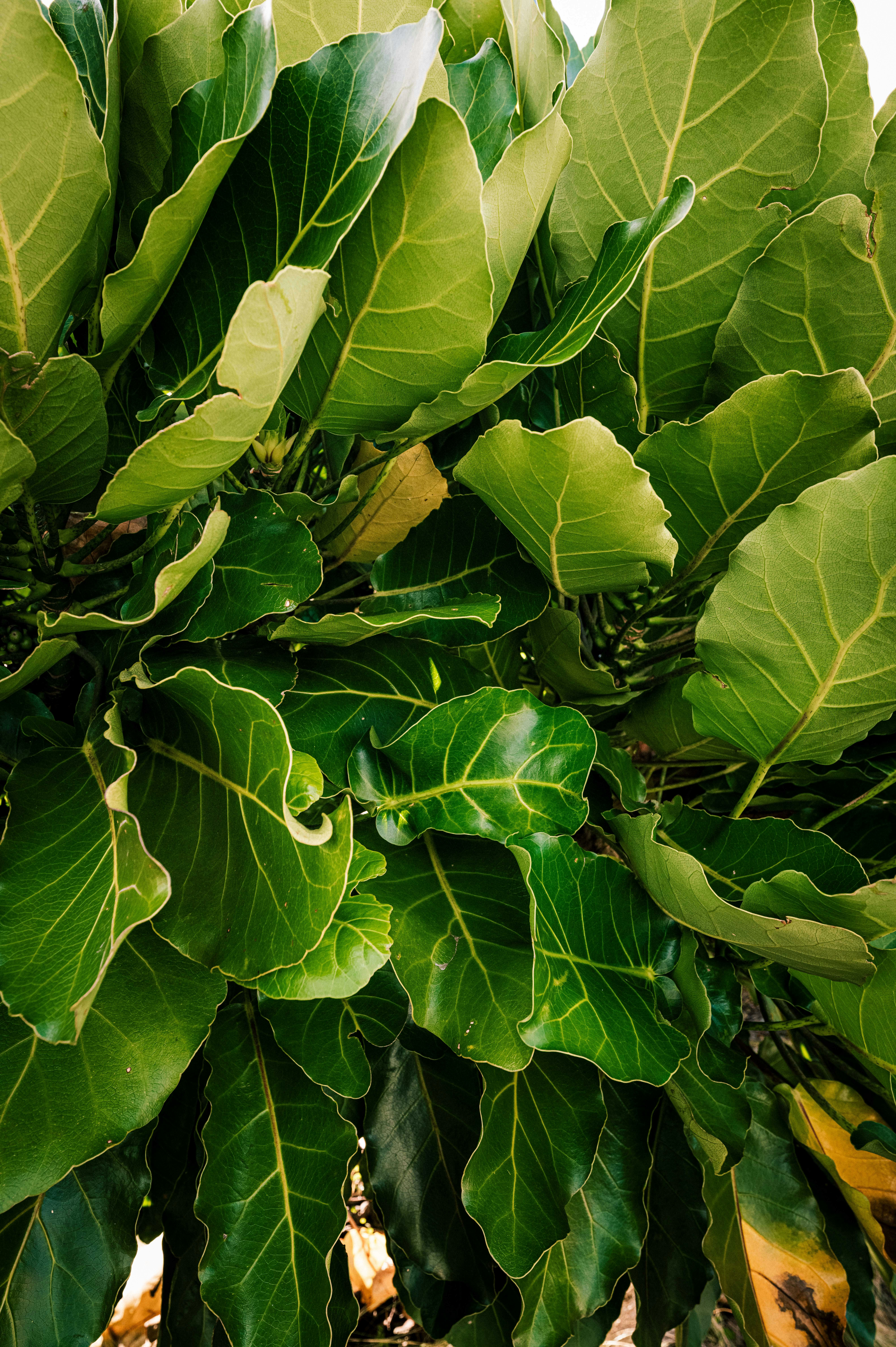 Verdant Overgrowth: Close-Up of Lush Foliage Communication