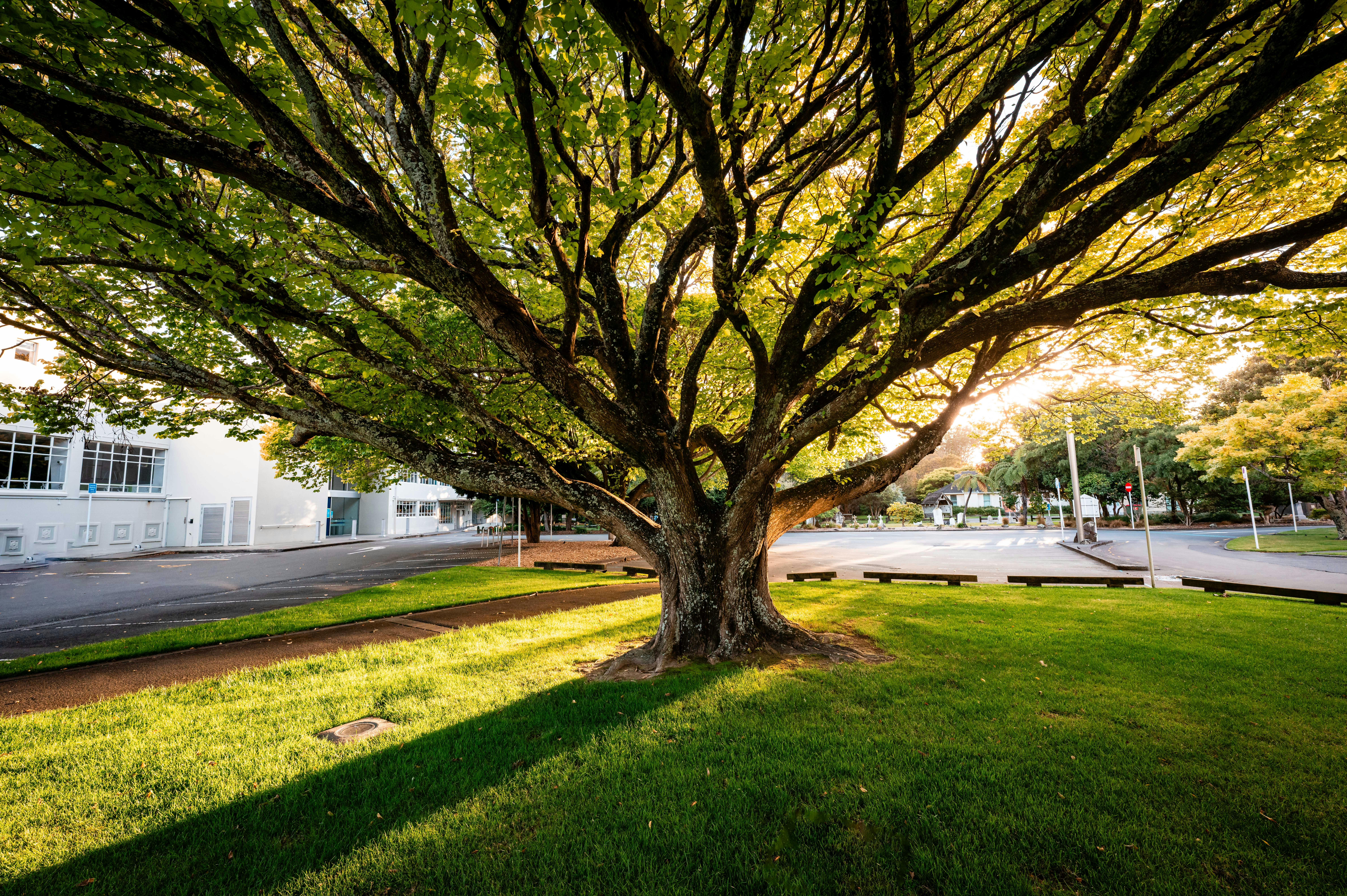 Umbrella of Green: A Gnarled Tree Framing a Quiet Campus Lawn