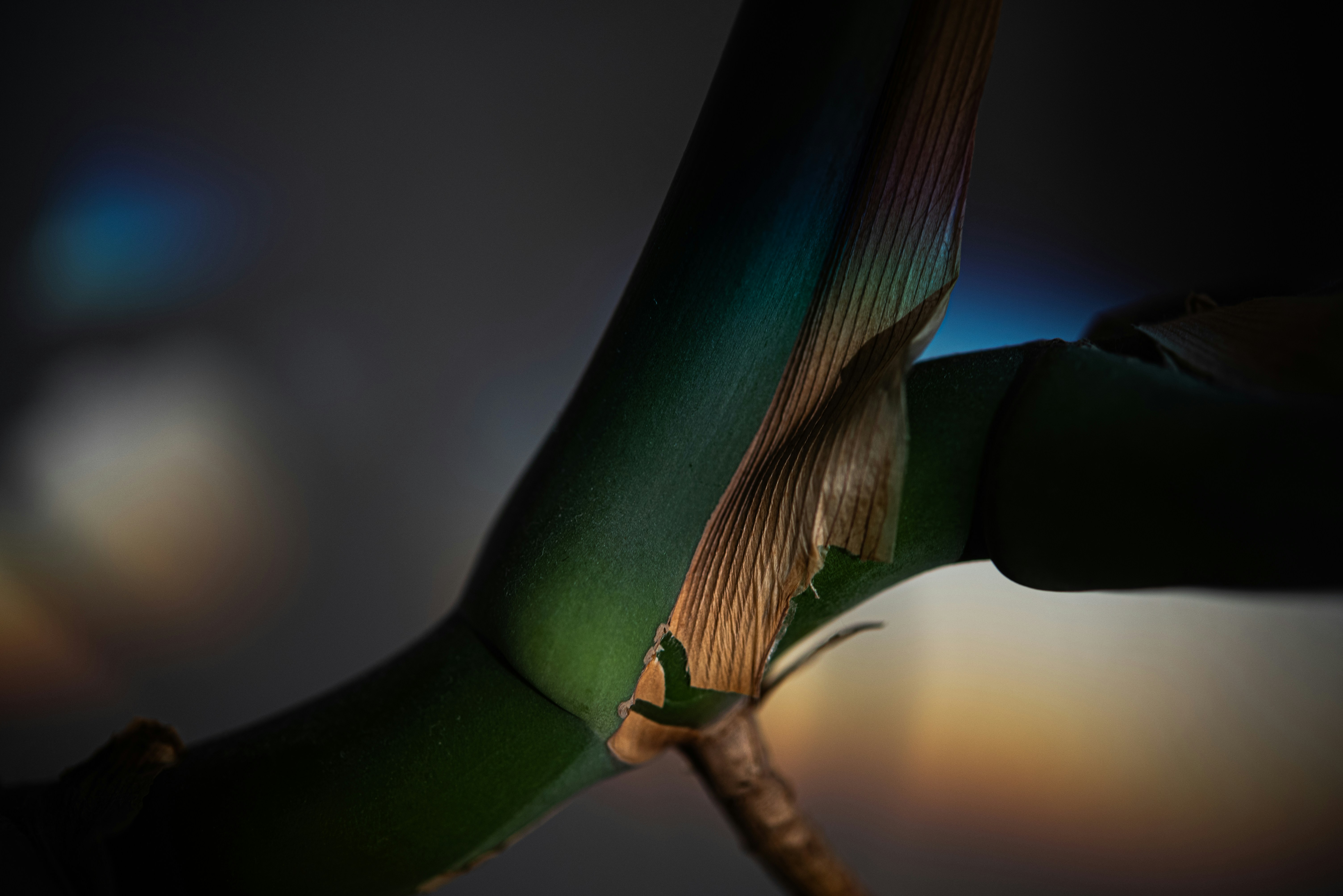 Broken Green Cane in Soft Sunset Light