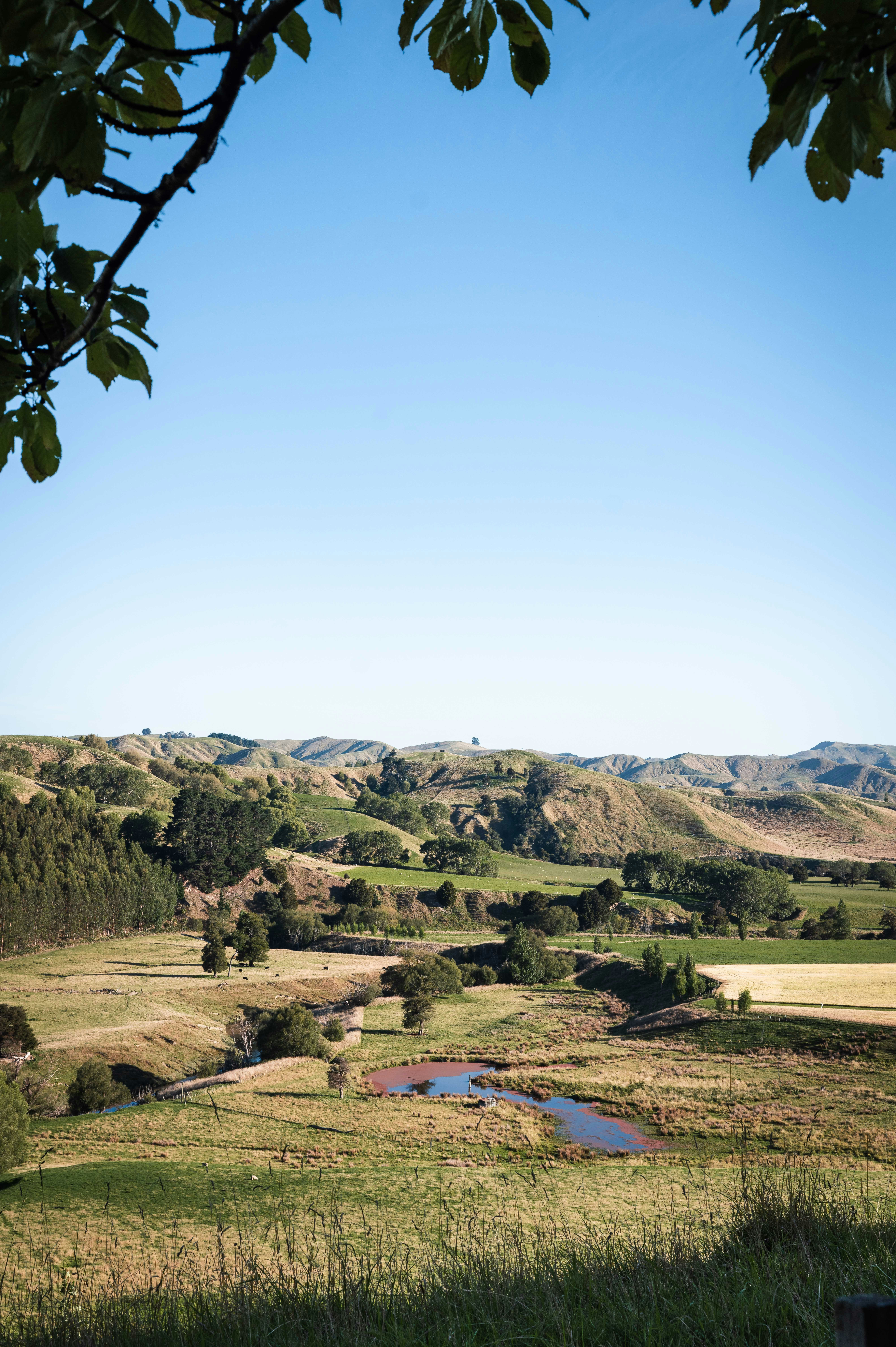 Horizon Chorus: Rolling Hills under Clear Sky