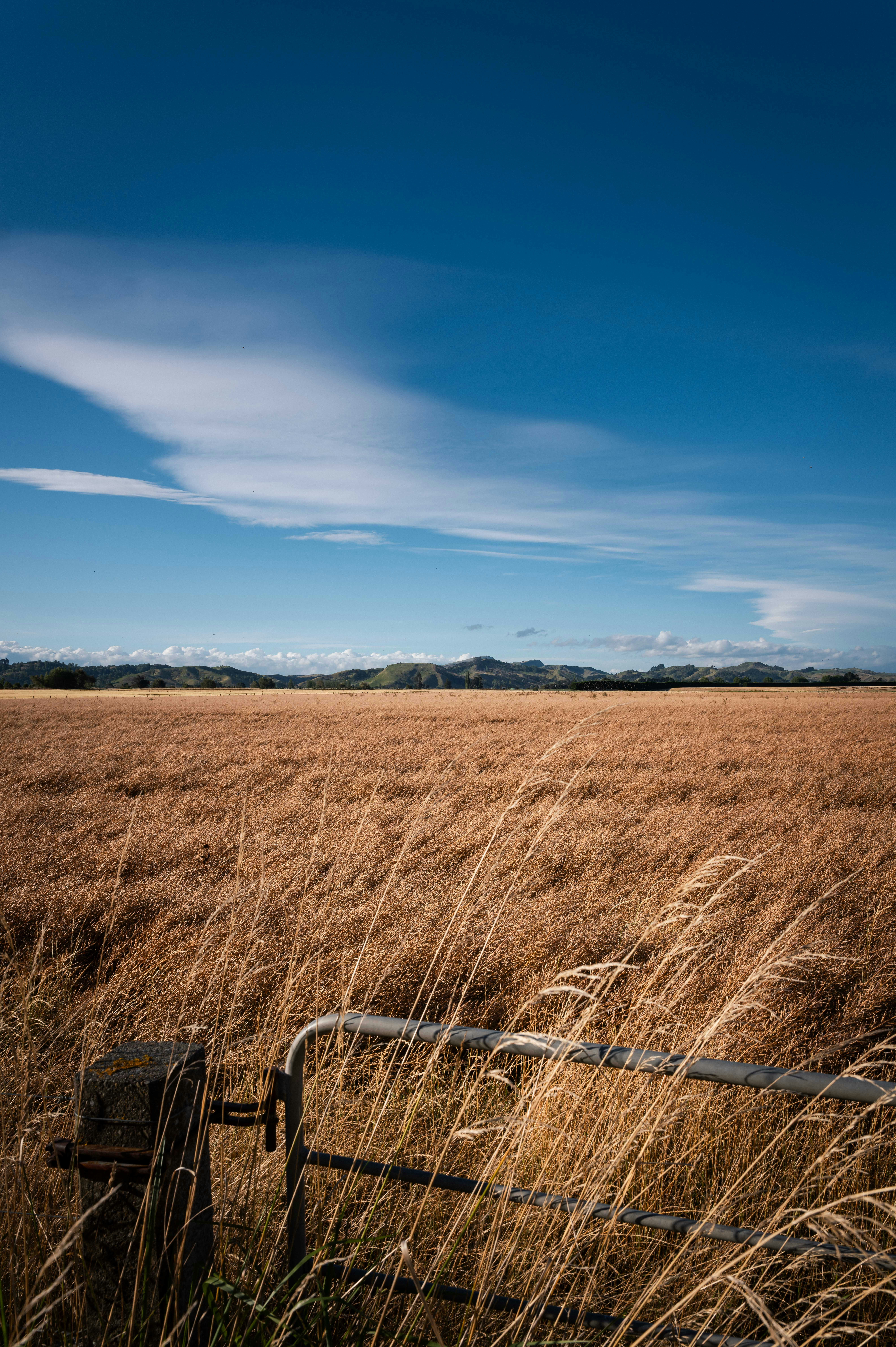 Golden Field at the Edge of the Horizon