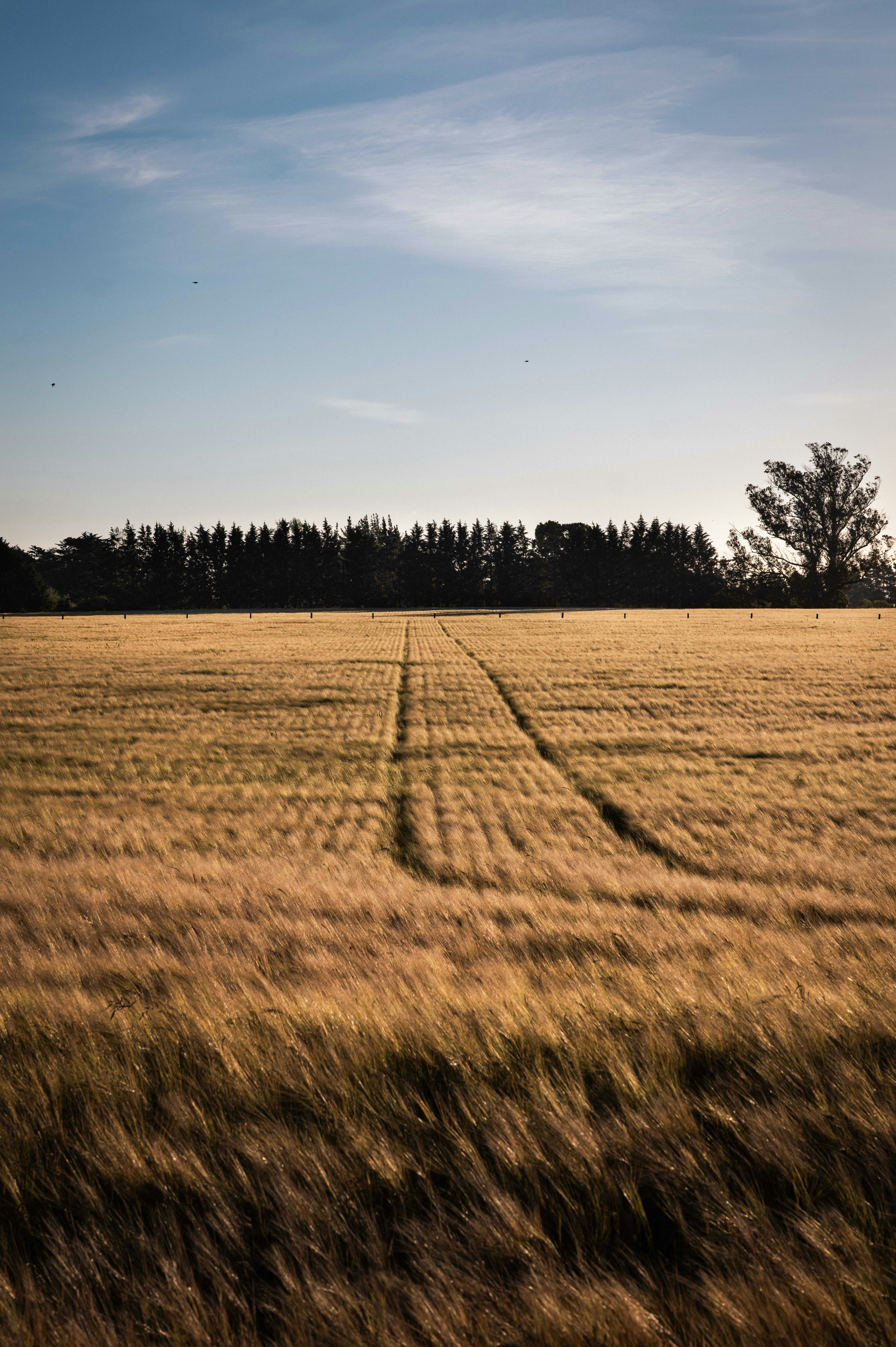 Golden Field Lines Toward a Quiet Horizon