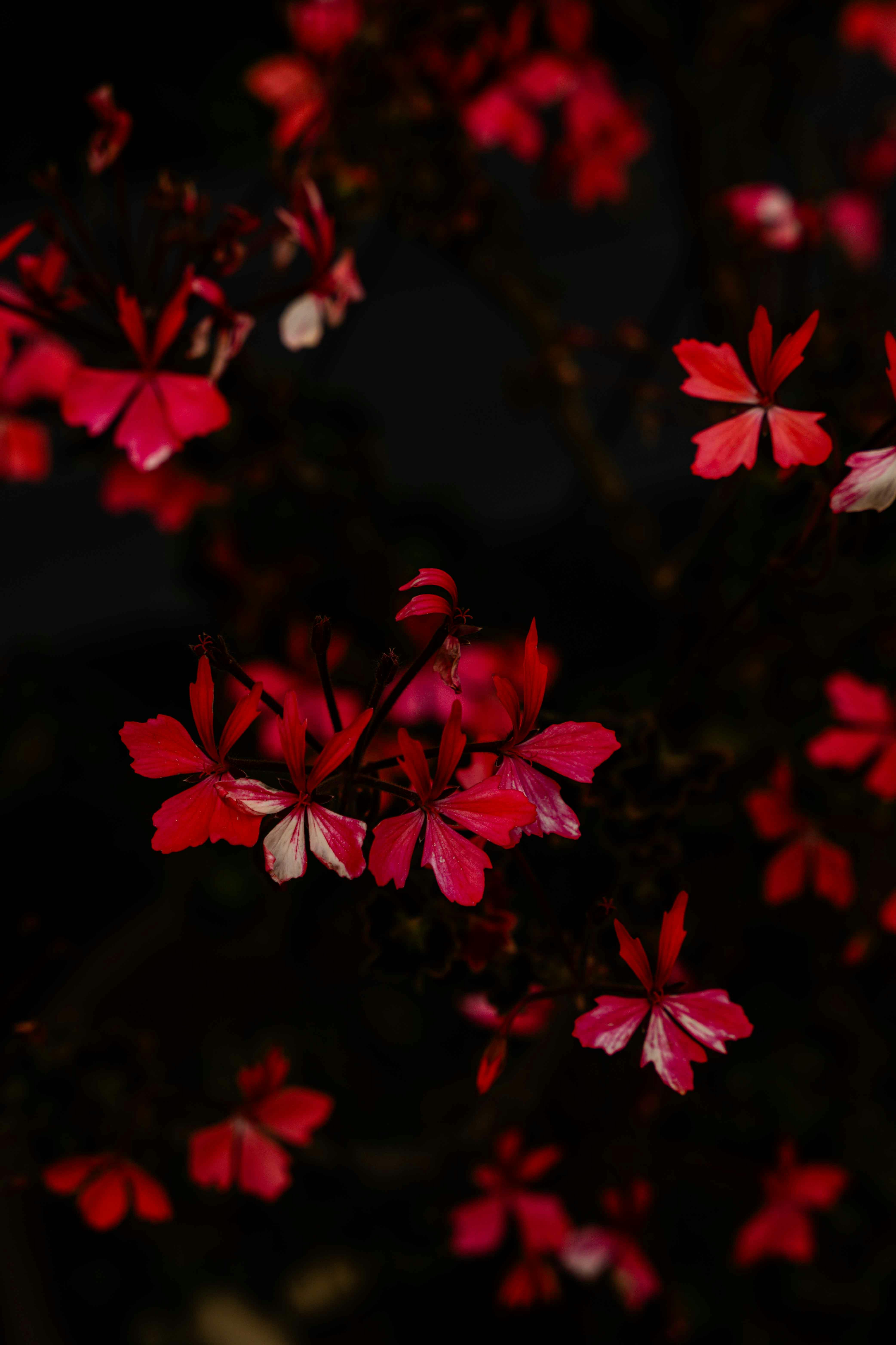 Crimson Petal Glimmer in a Velvet Night