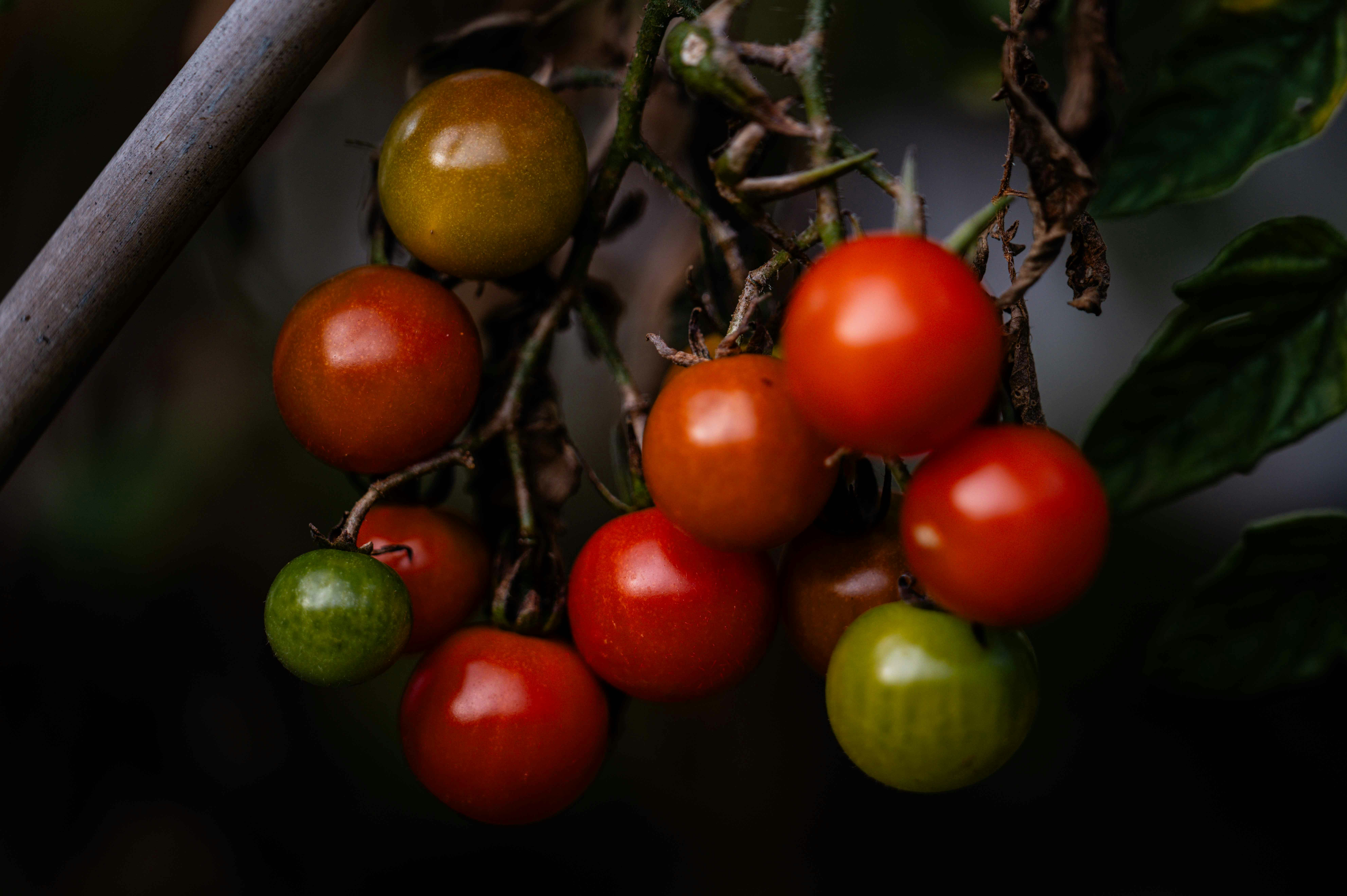 Red-Cherry Cluster in Shadowed Garden