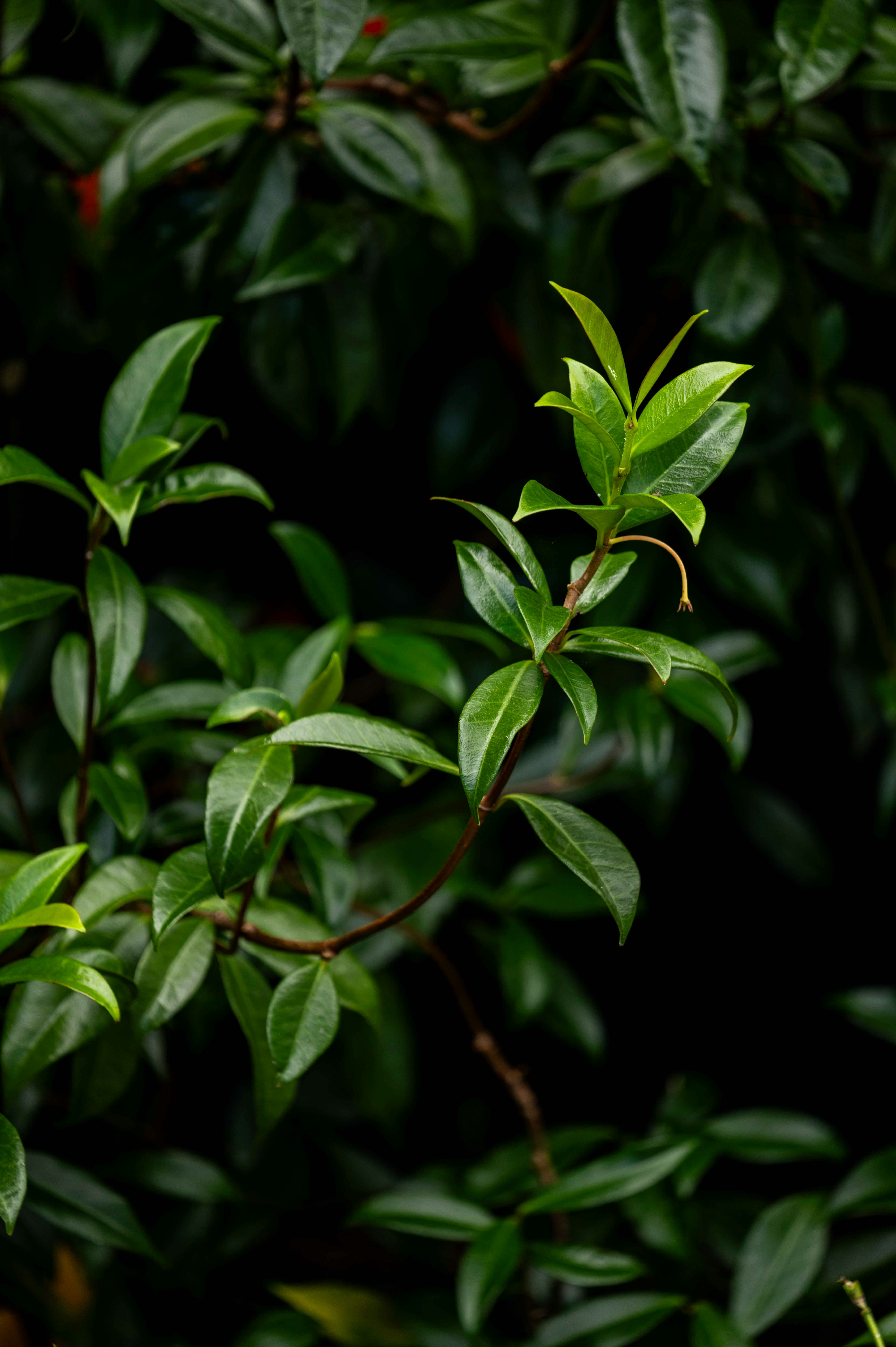 Emerald Tendrils: A Quiet Shot of Glossy Leaves