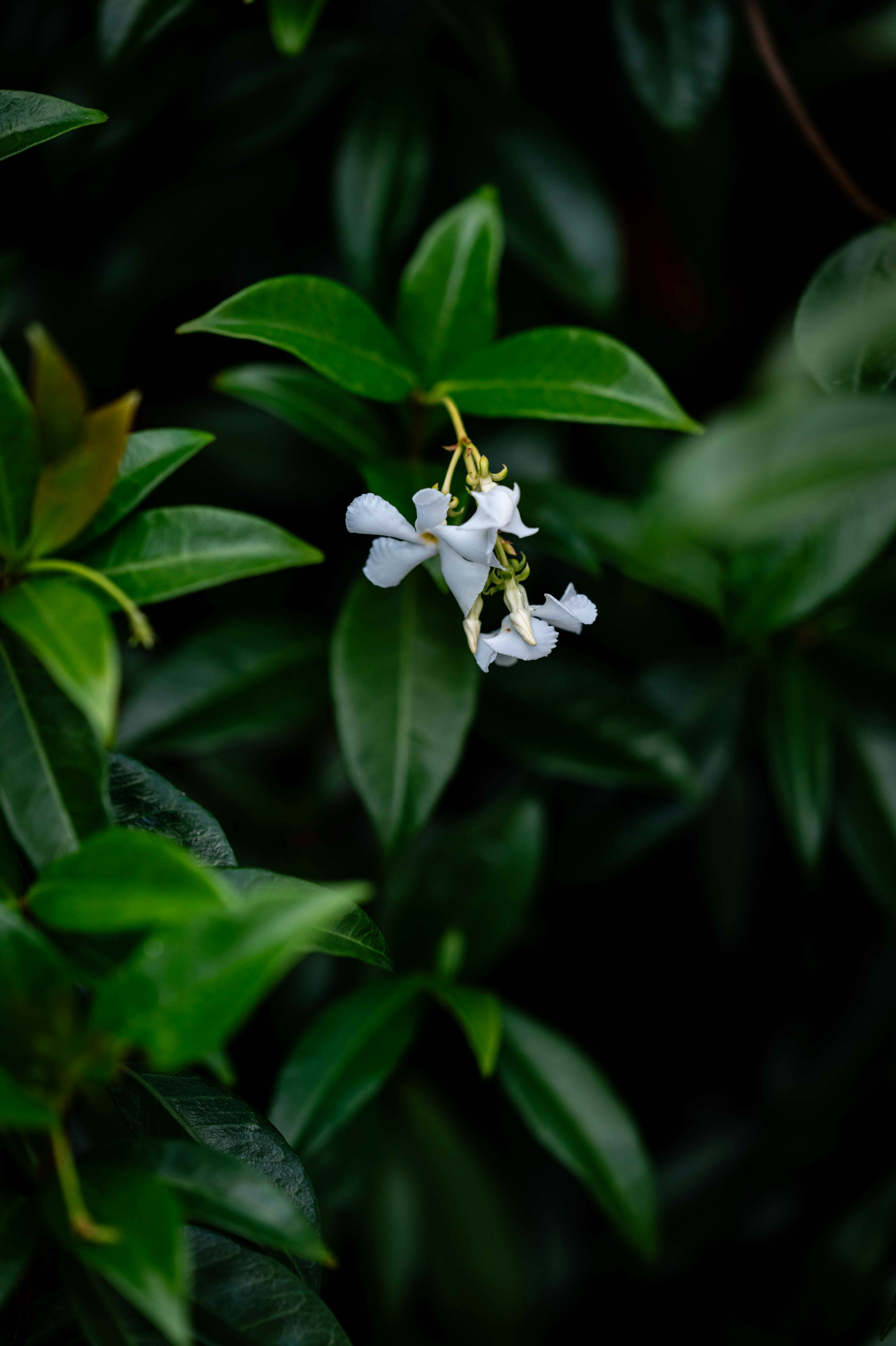 White bloom amid emerald tendrils