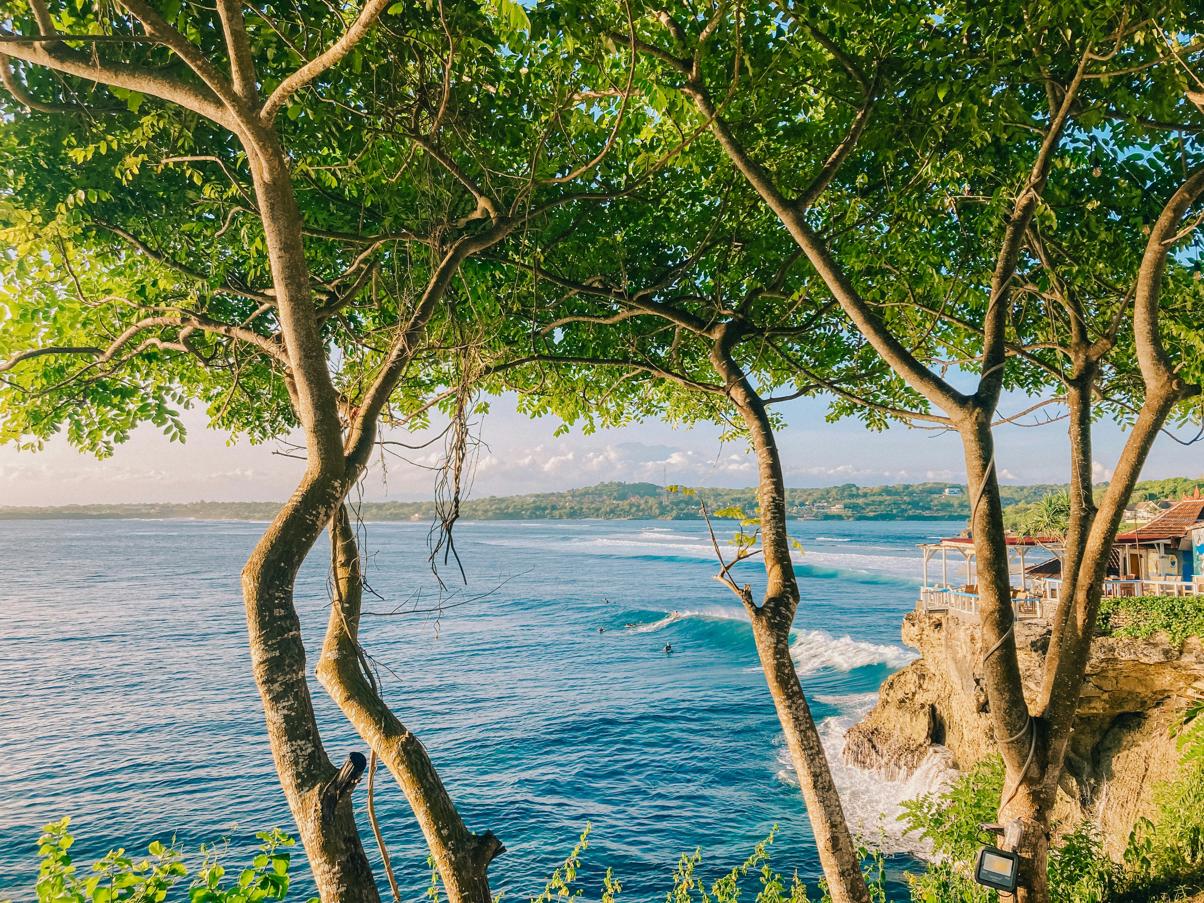 Shoreline Canopy: Sunlit Trees Framing a Coastal Vista
