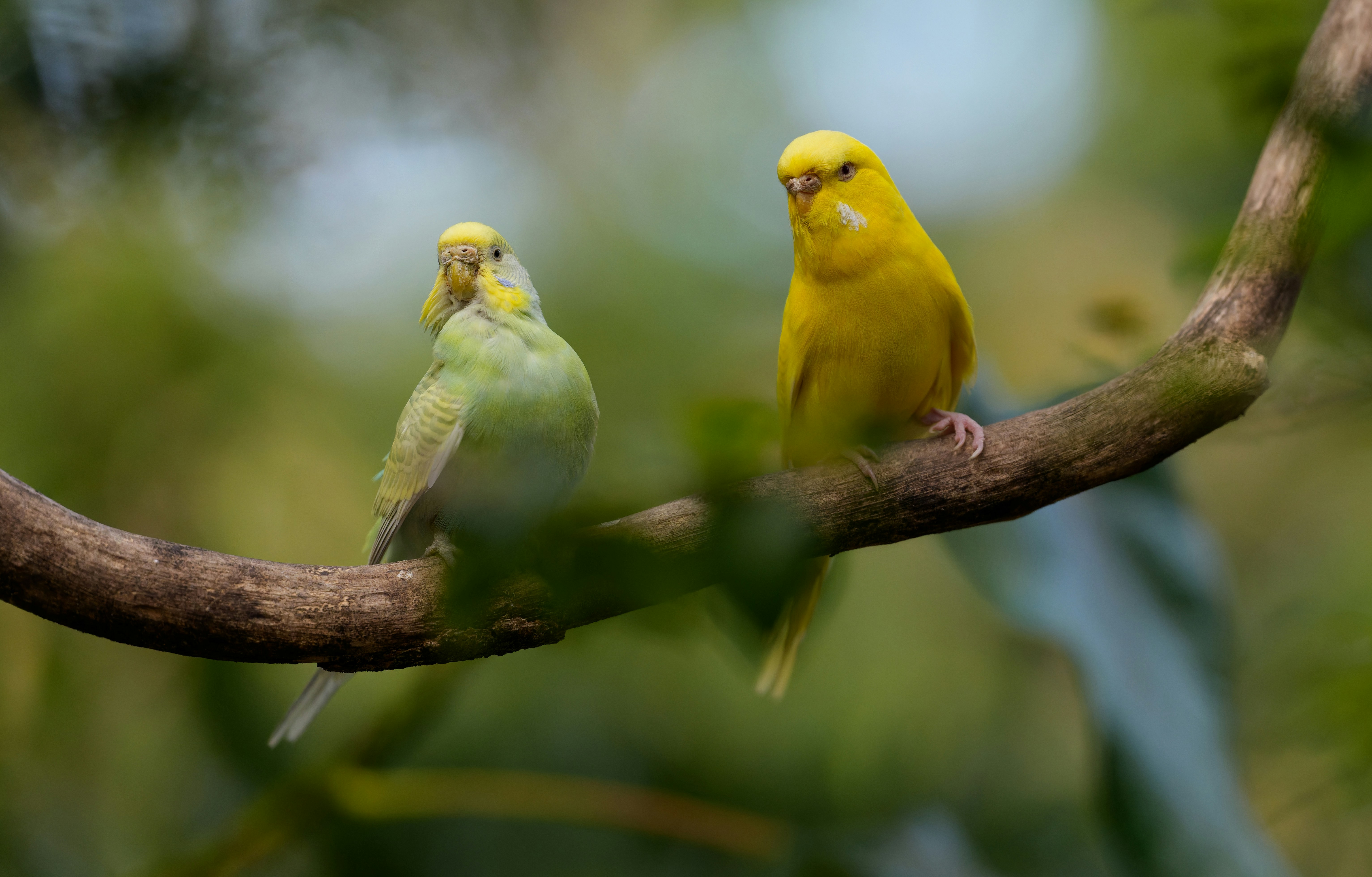 Two Yellow Warblers Perched on a Curved Branch