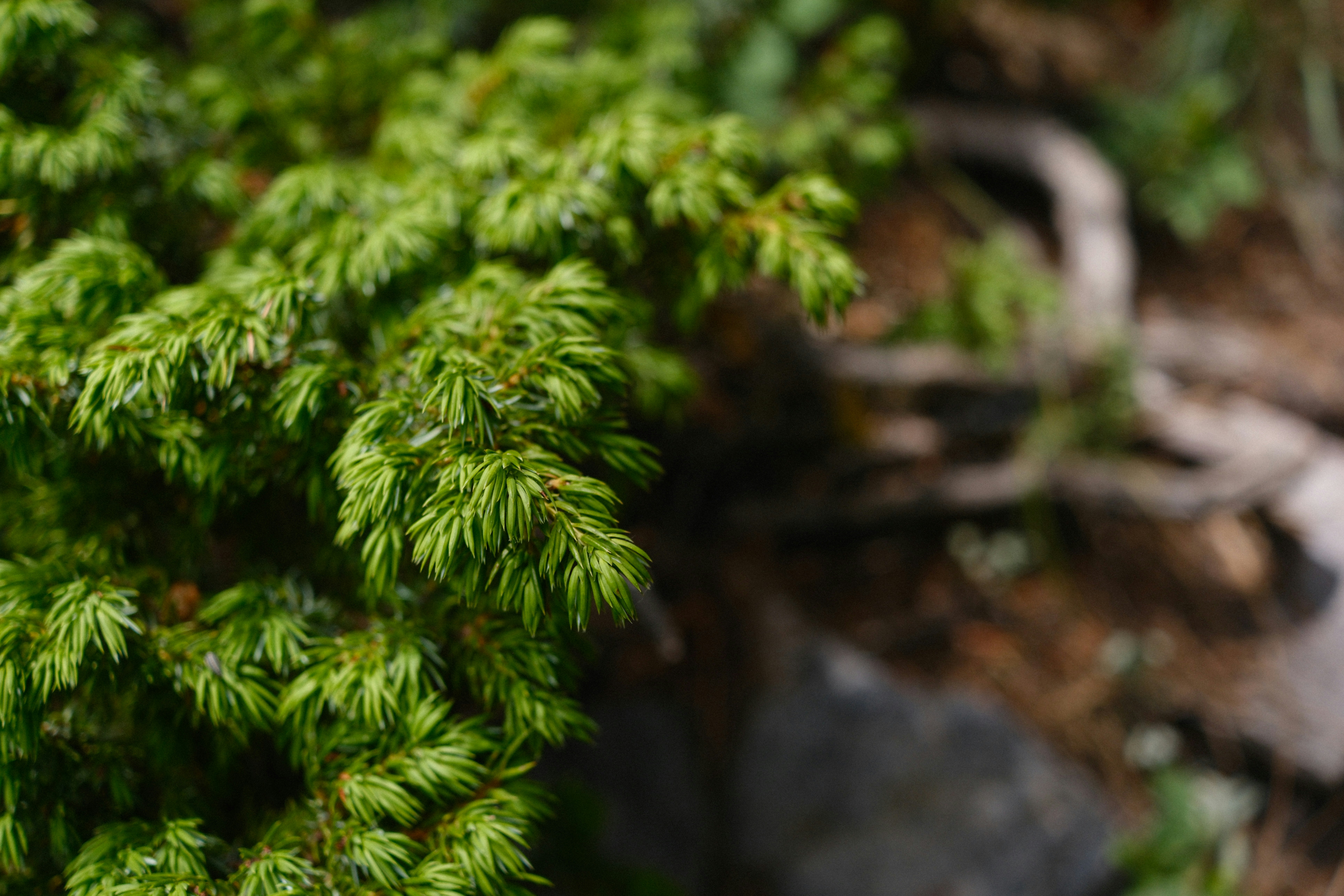 Verdant Foliage in Quiet Rock Garden