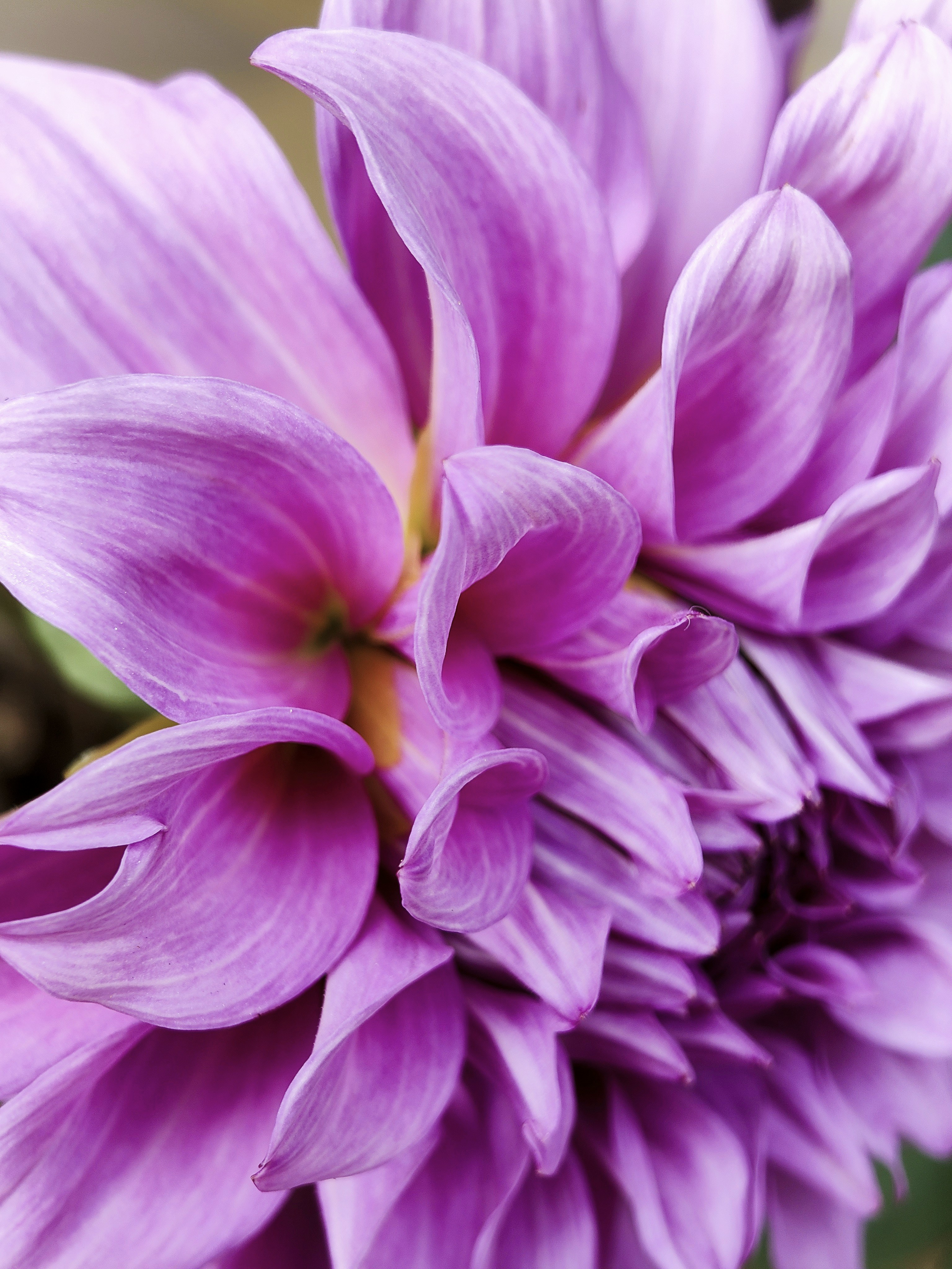 Petal Constellation: A Violet Bloom Close-Up