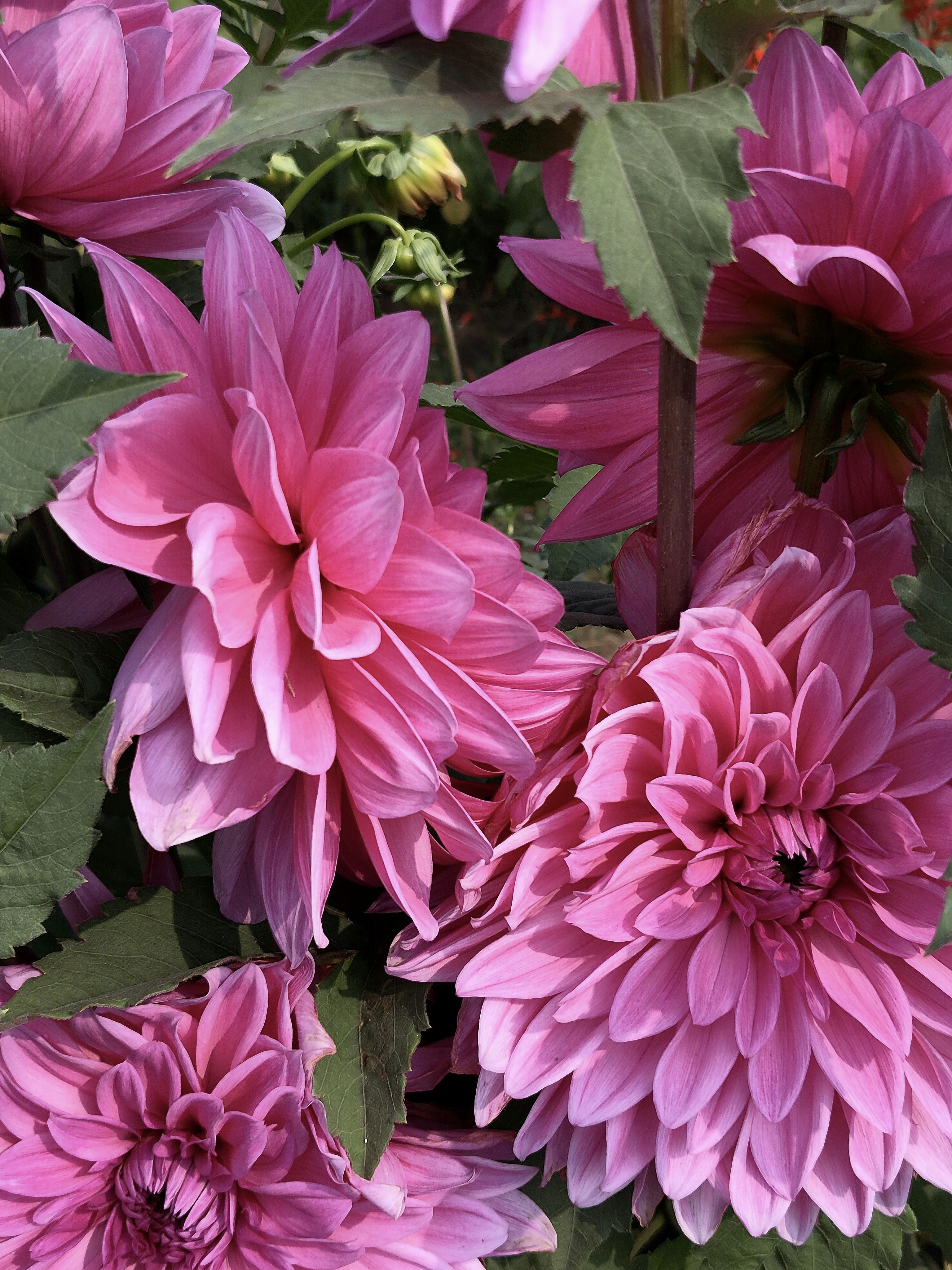 Pink Dahlia Cluster: Depth, Petals, and Quiet Saturation